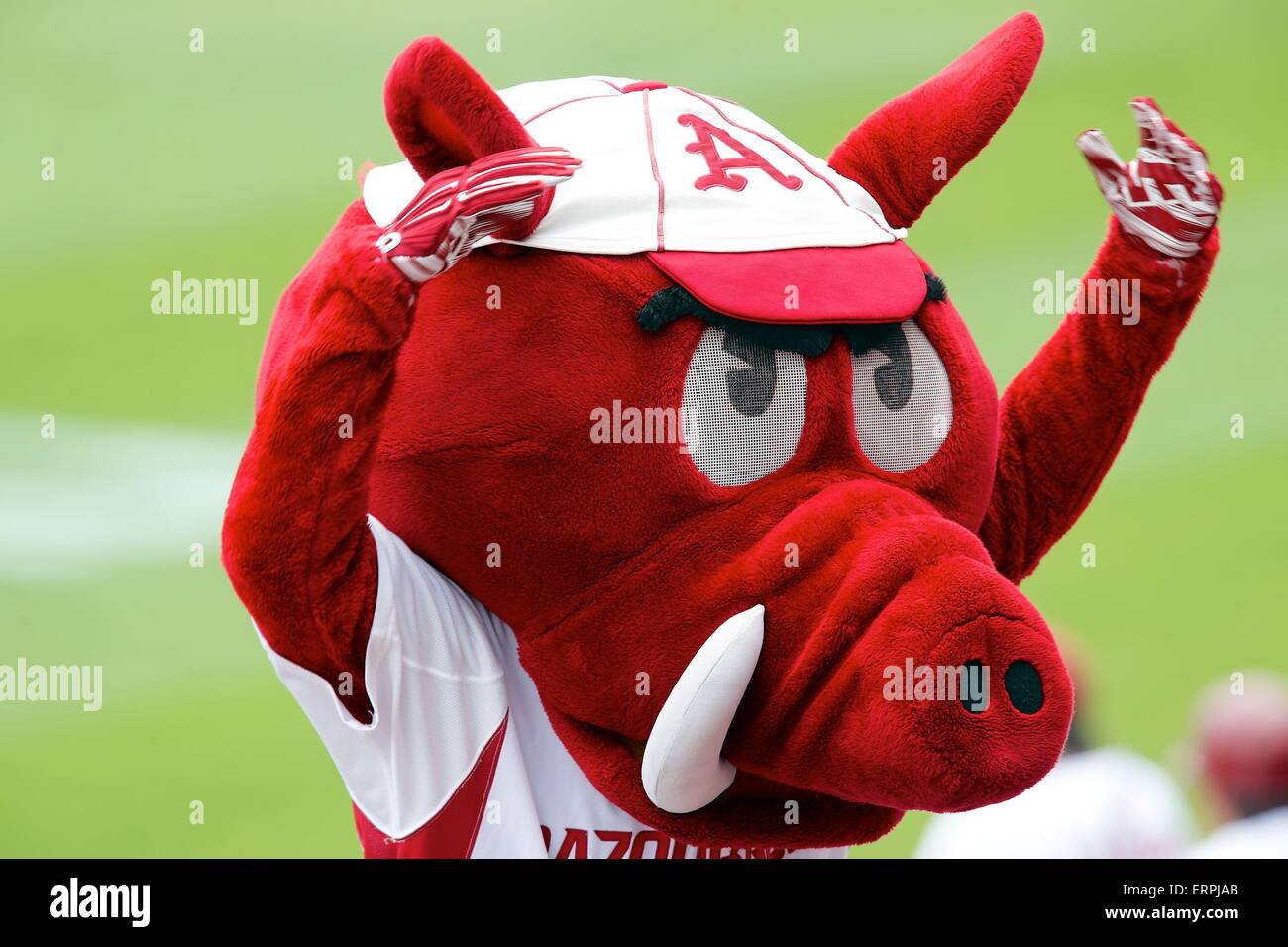 Razorbacks mascot hi-res stock photography and images - Alamy