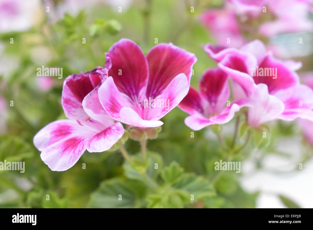 Tone johnson hi-res stock photography and images - Alamy
