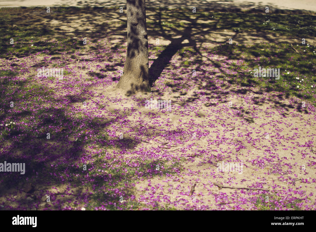 Shadow of a tree and its petals on the ground Stock Photo - Alamy
