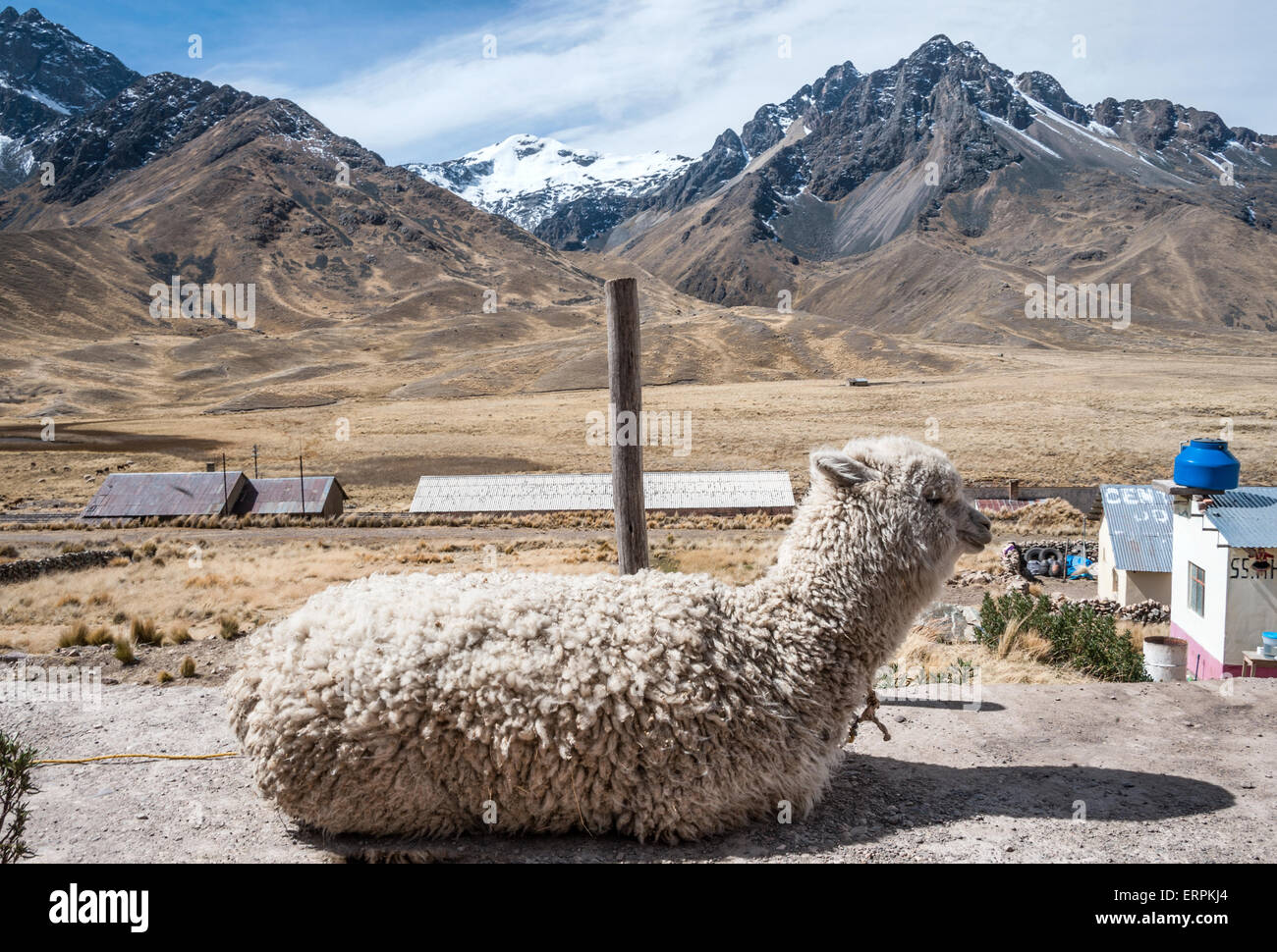 Alpaca in the tourist spot of Sacred Valley on the road from Cuzco ...