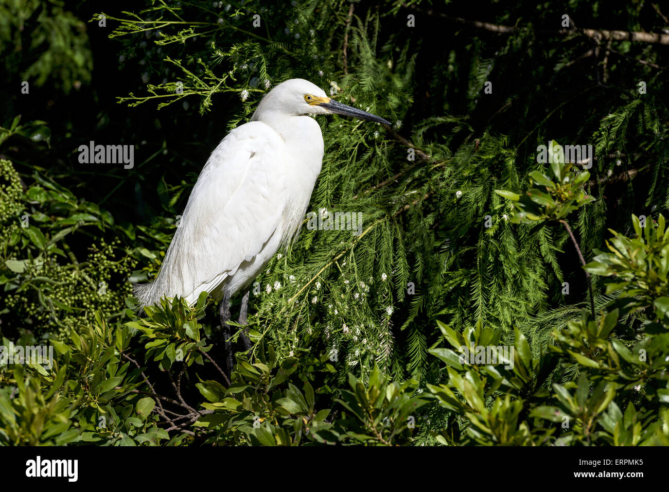 Juvenile egret hi-res stock photography and images - Alamy