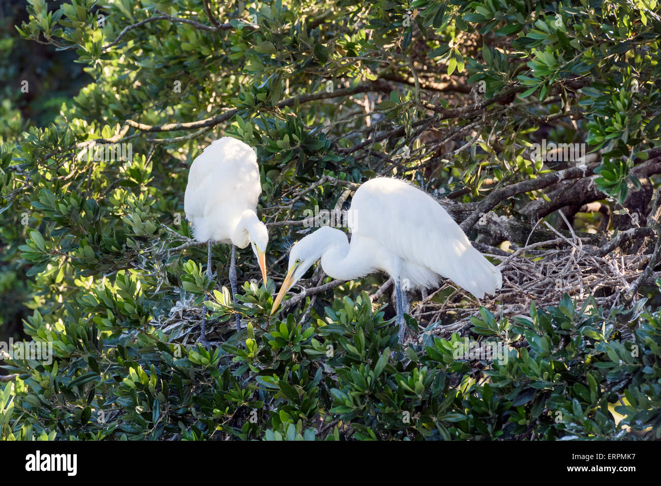 Great Egrets watching their nest Stock Photo - Alamy