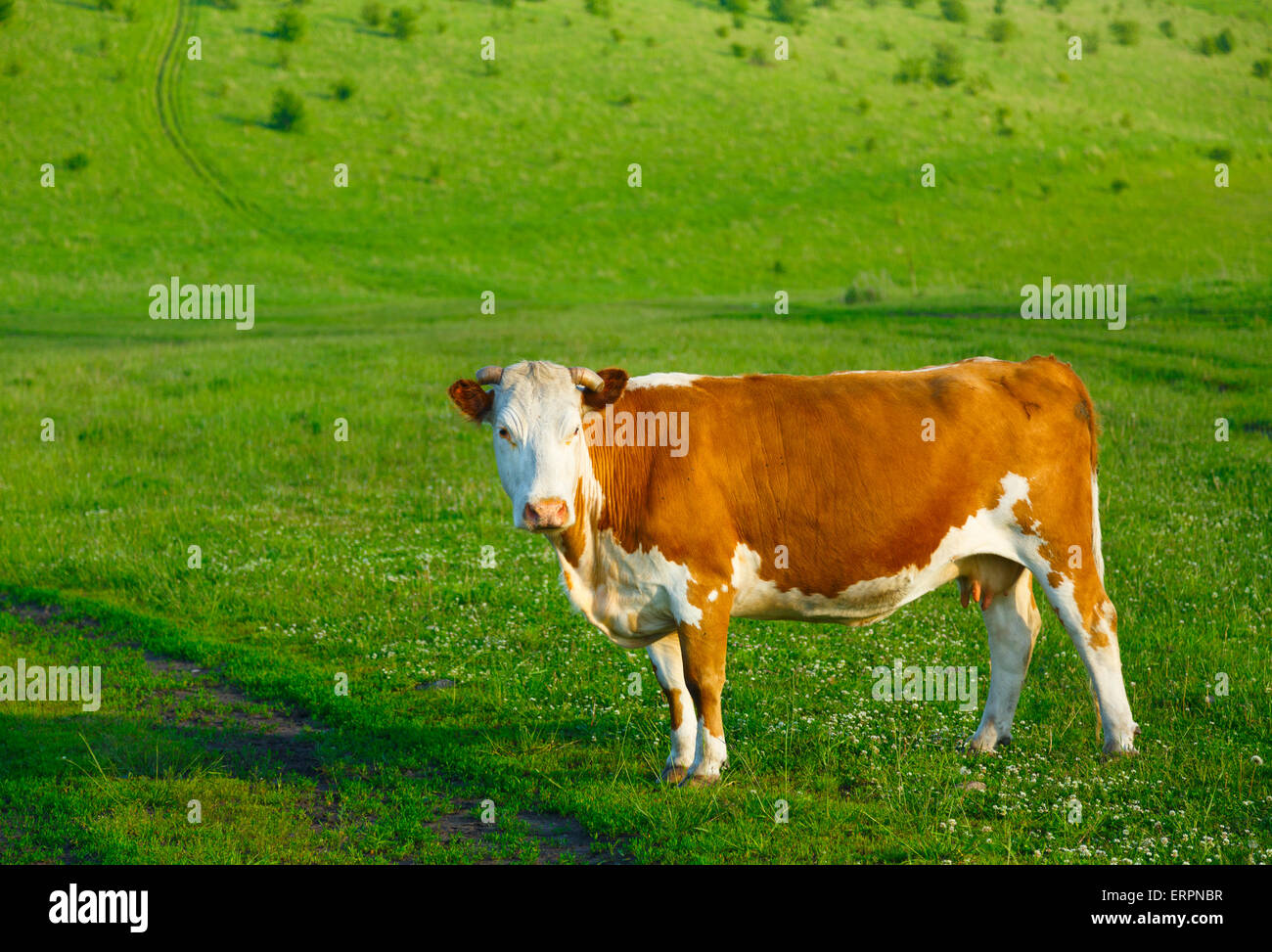 Pinto Cow on a mountain pasture, Altai, Russian Federation Stock Photo ...