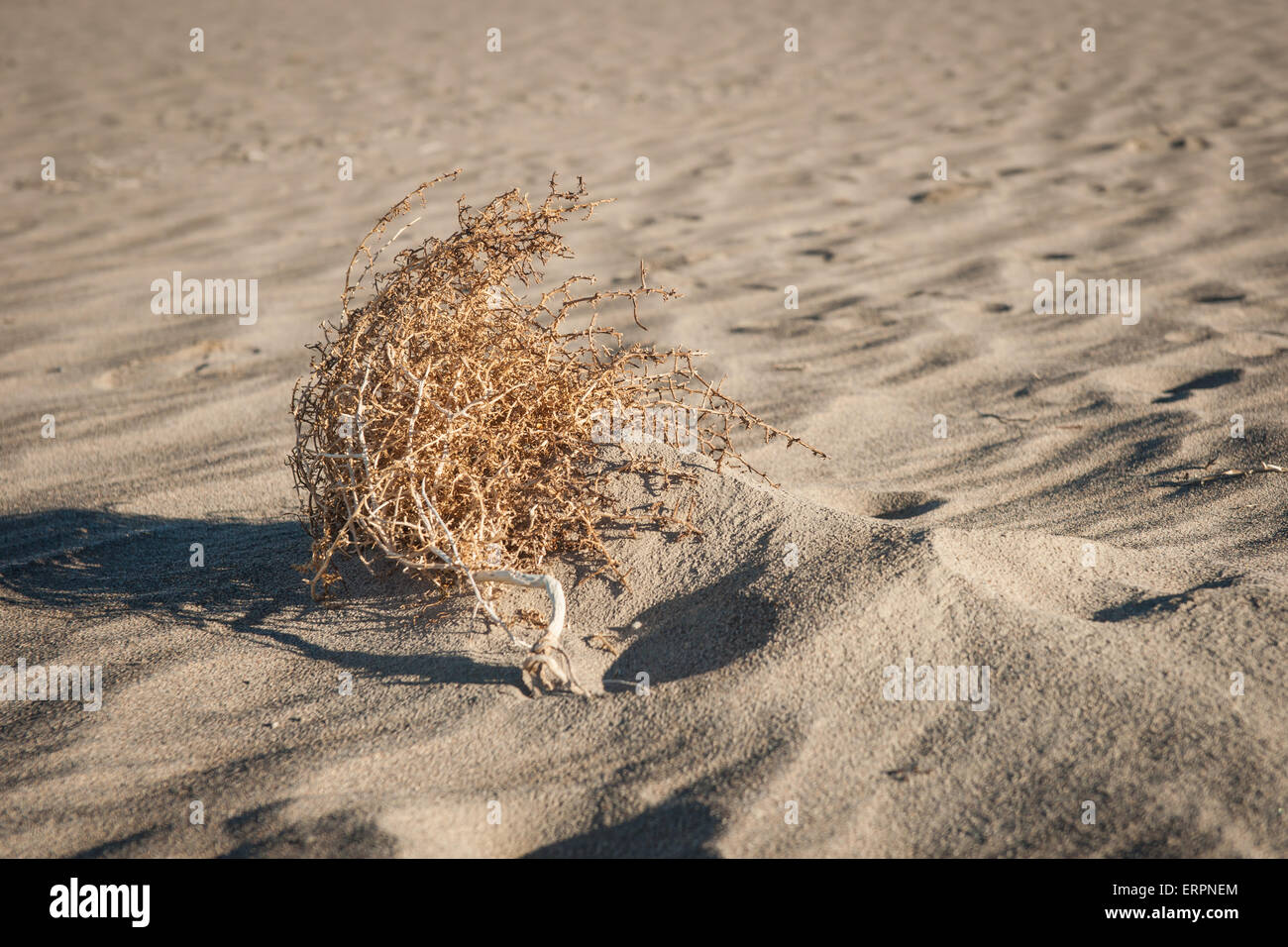 Tumble weed lays in the sand of Death Valley National Park in ...