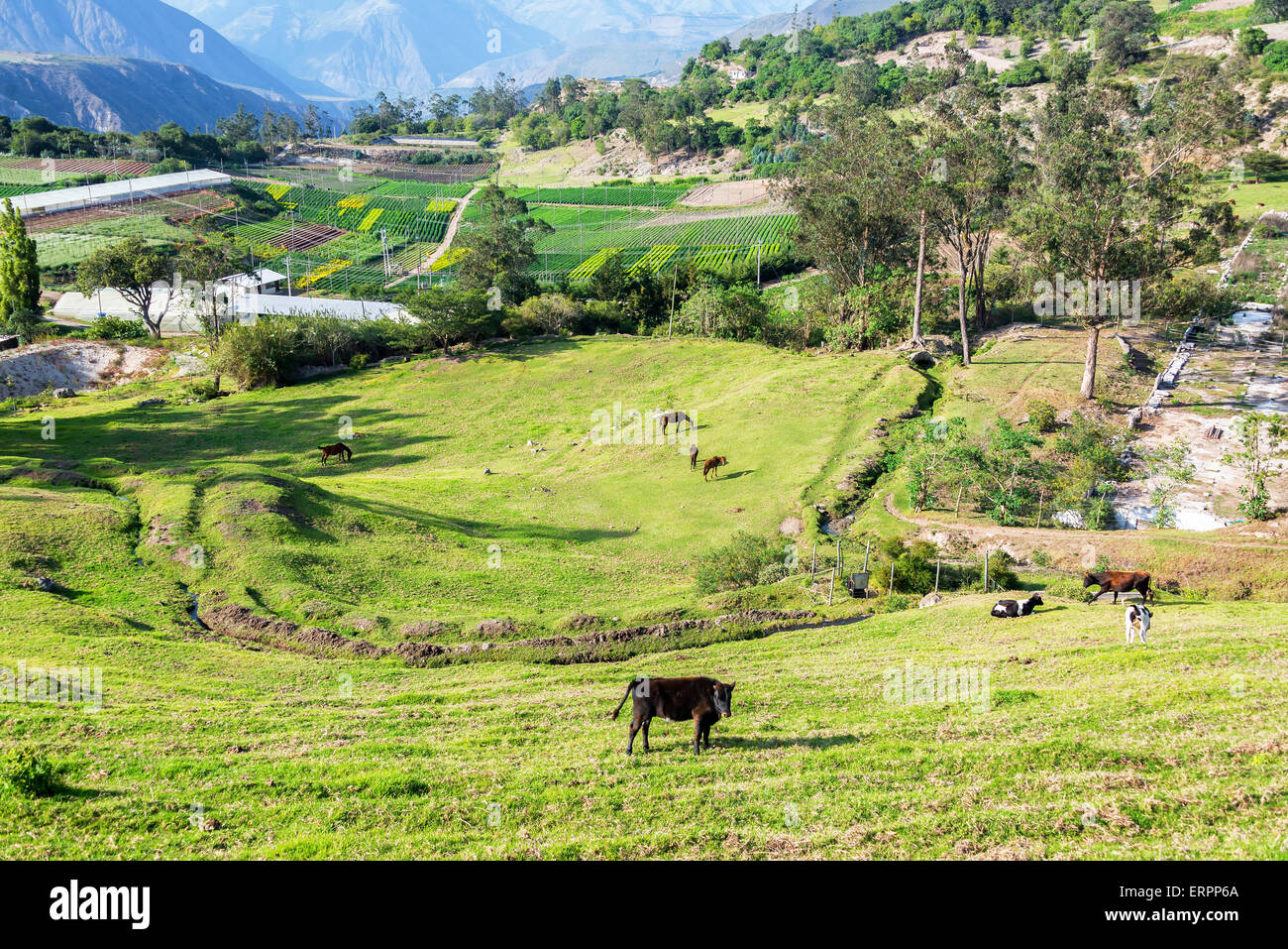 Ecuador cow hi-res stock photography and images - Alamy