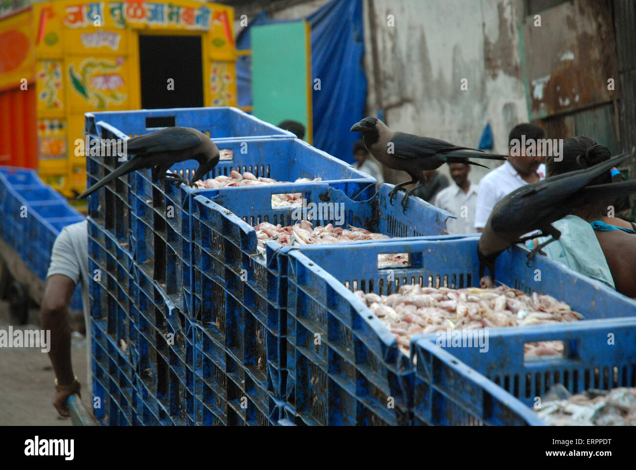Man pushing trolley of crates full of prawns with jays, Sassoon Docks ...