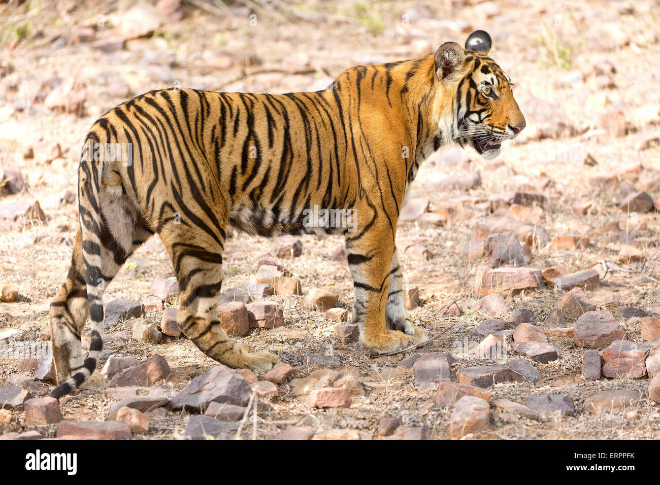 Tiger legs hi-res stock photography and images - Alamy