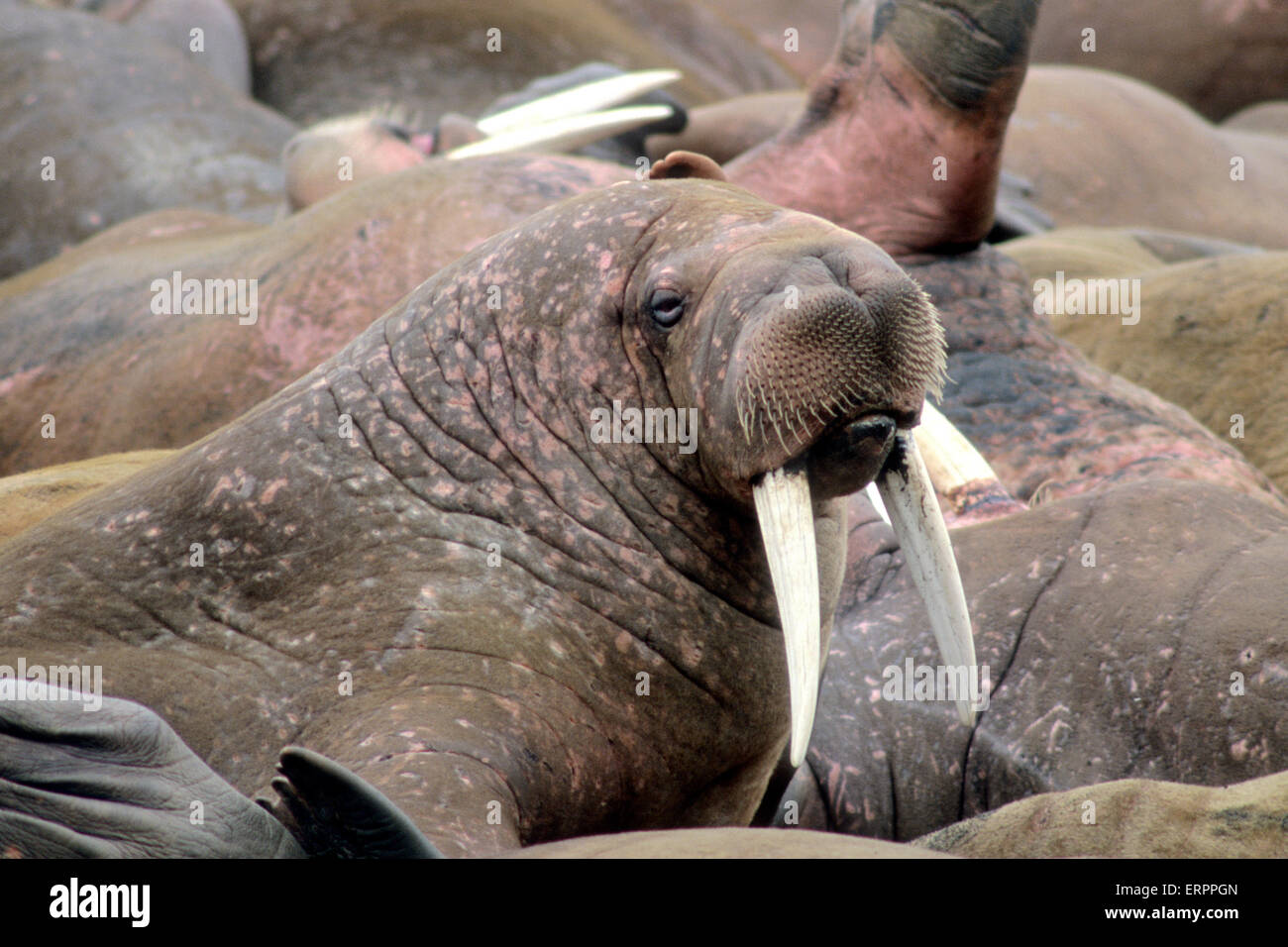 Male Pacific walruses (Odobenus rosmarus divergens) at haulout at Cape ...