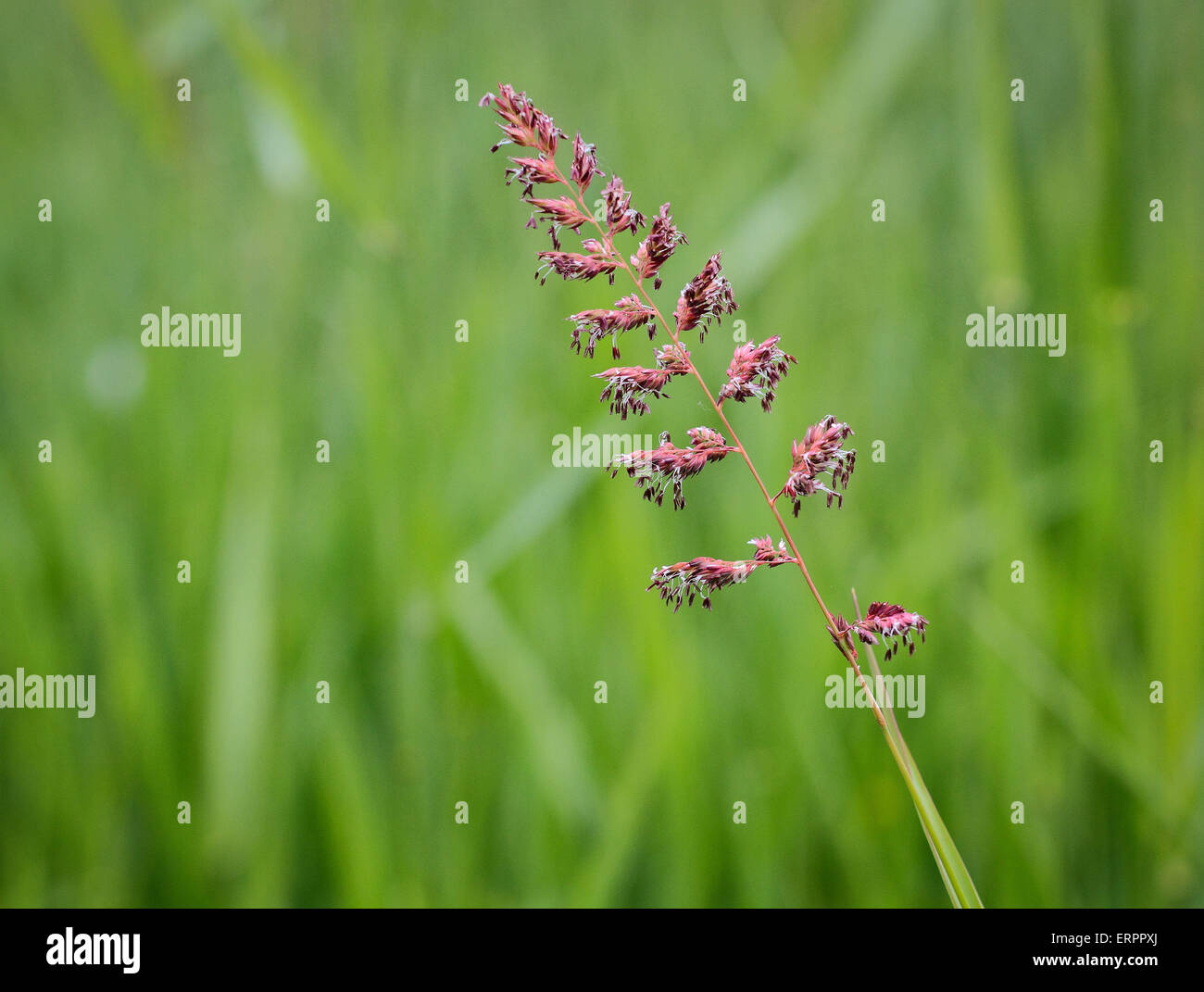 Wetland Grass with Copy Space Stock Photo - Alamy