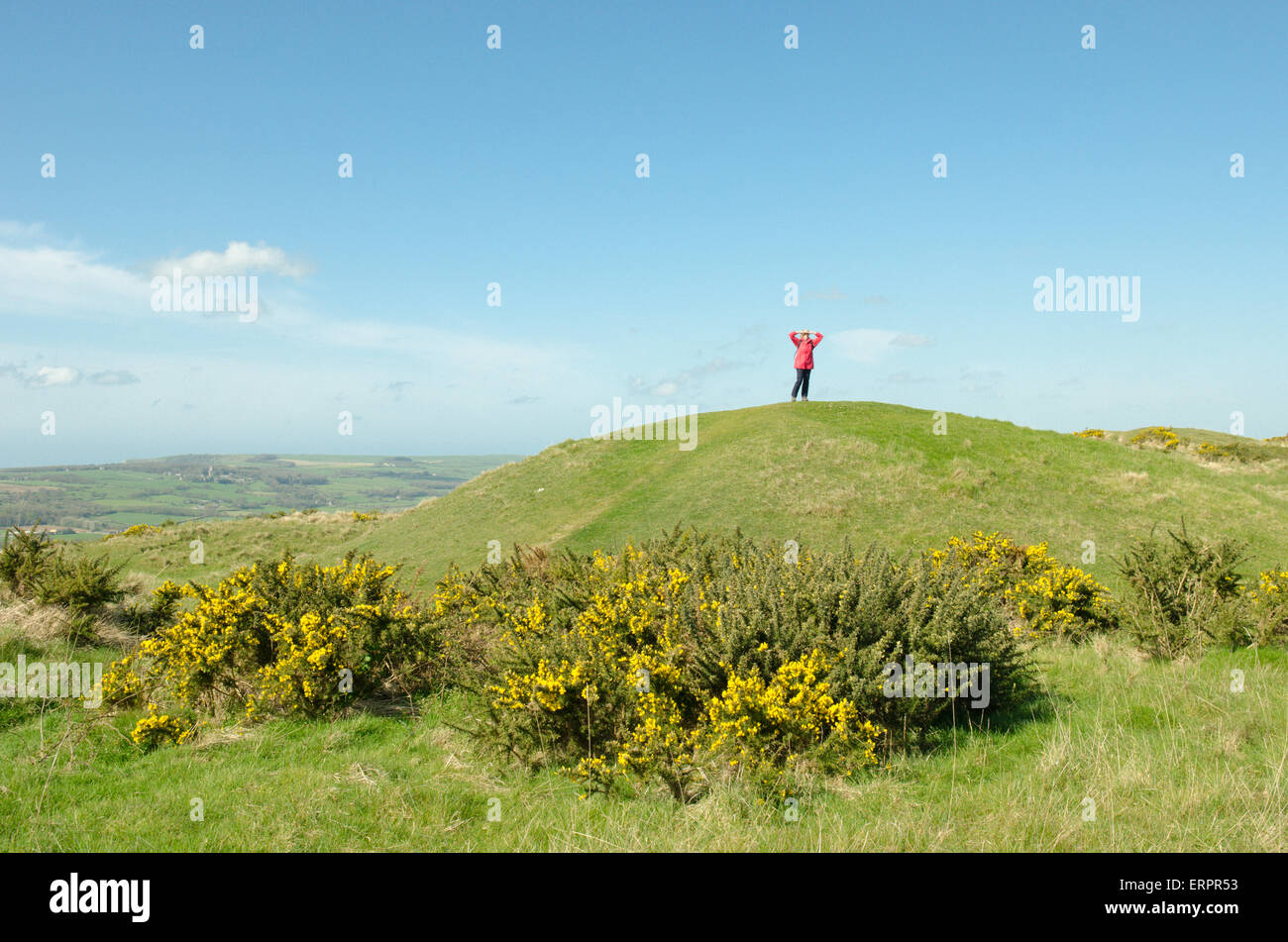 One of the barrows or tumuli on Nine Barrow Down, Purbeck hills, Dorset ...