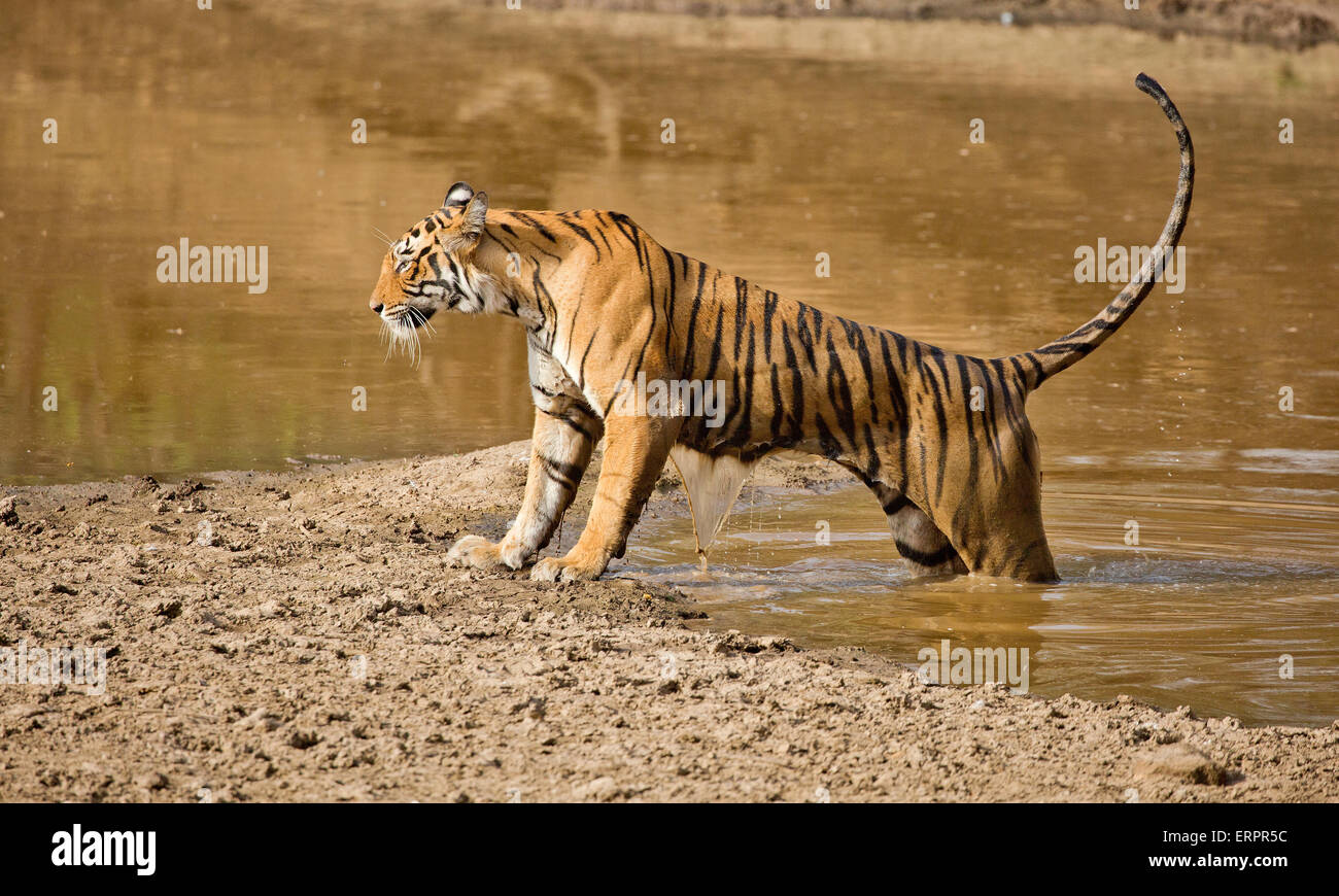 Tiger tail hi-res stock photography and images - Alamy