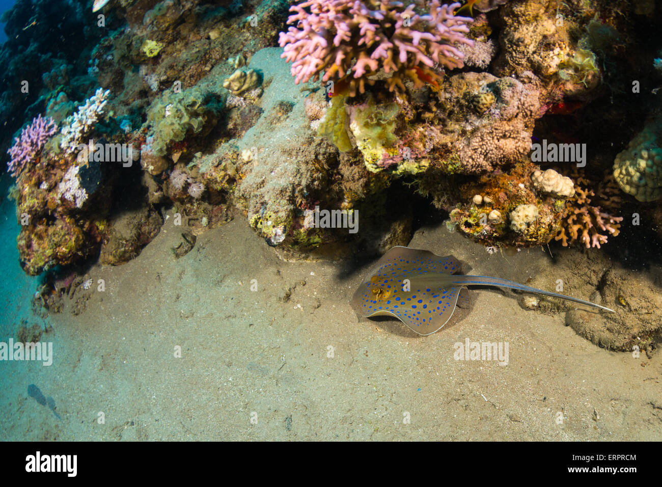 Aquarium fish with yellow fins and tail hi-res stock photography and ...