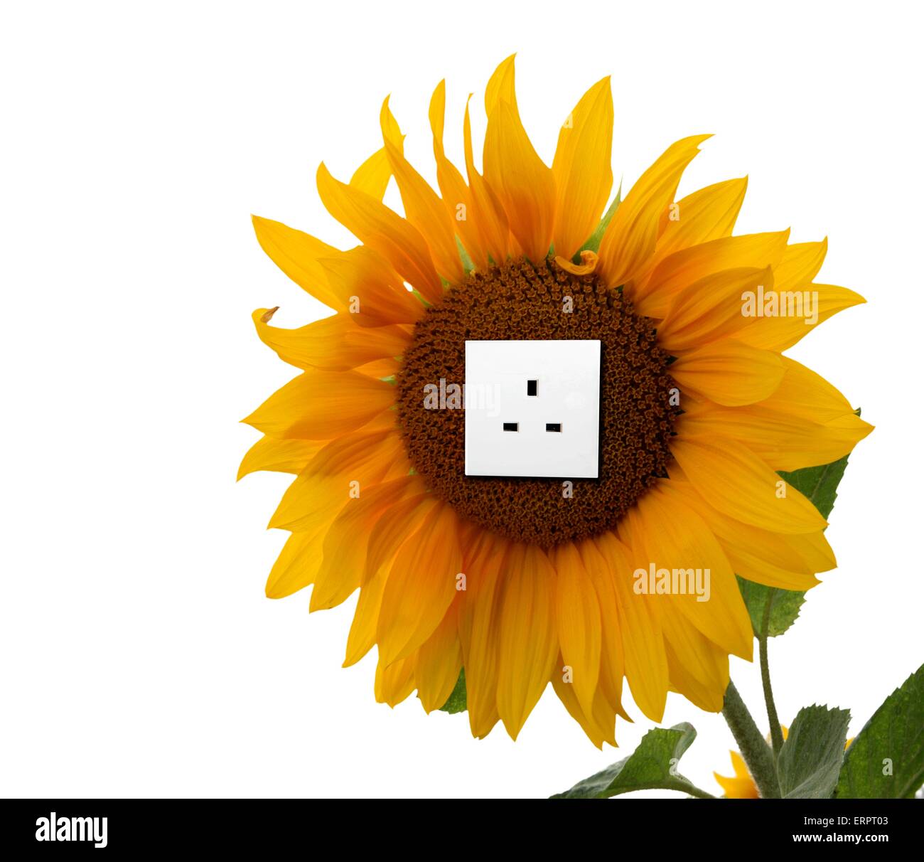 Sunflower with an electrical socket, conceptual artwork Stock Photo - Alamy