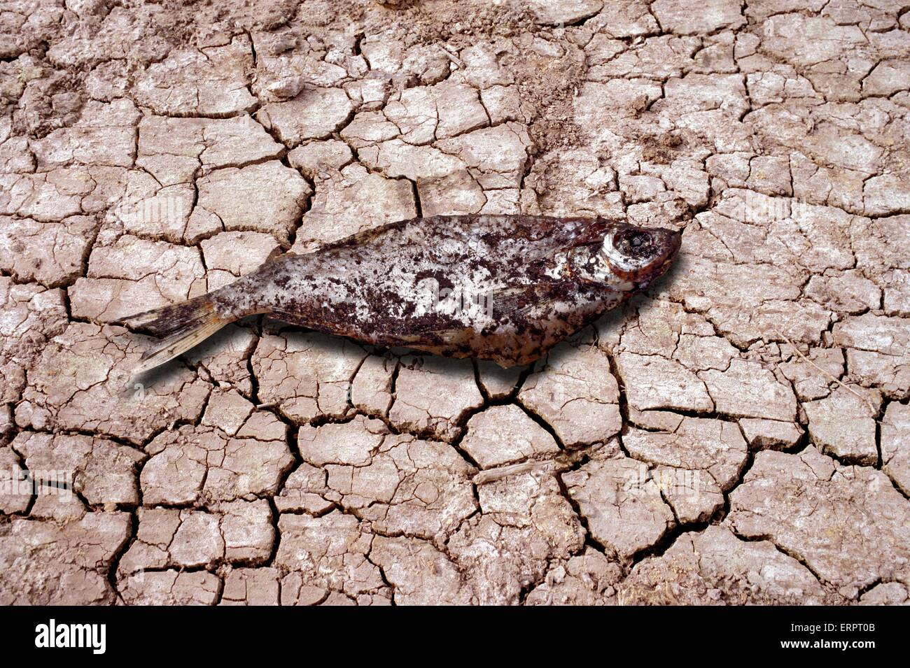 Dead fish on cracked earth, computer artwork Stock Photo - Alamy