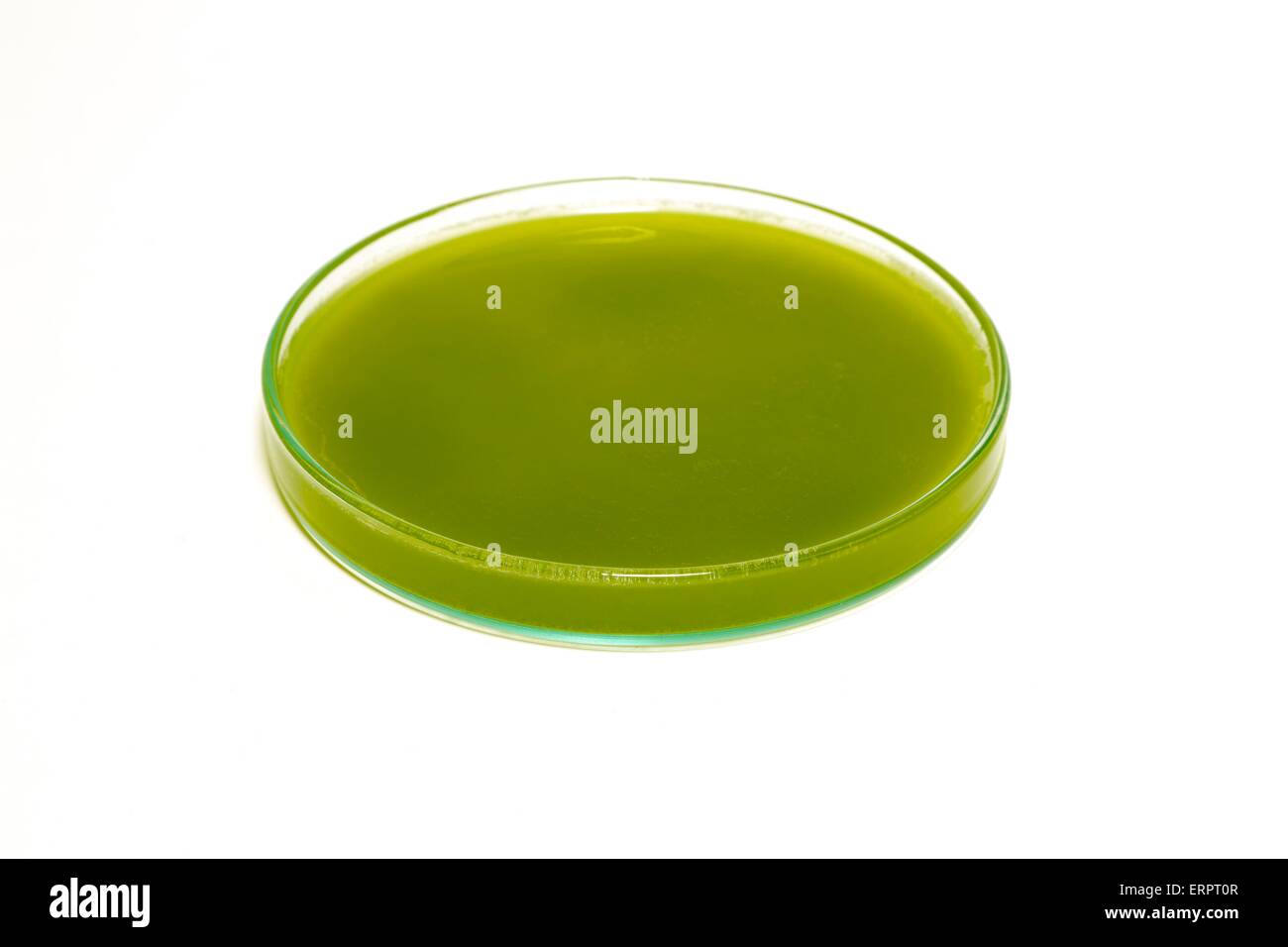 Algae in a petri dish Cut Out Stock Images & Pictures - Alamy