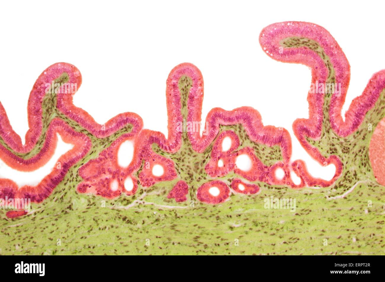 Gall bladder surface, light micrograph of a section through a human ...