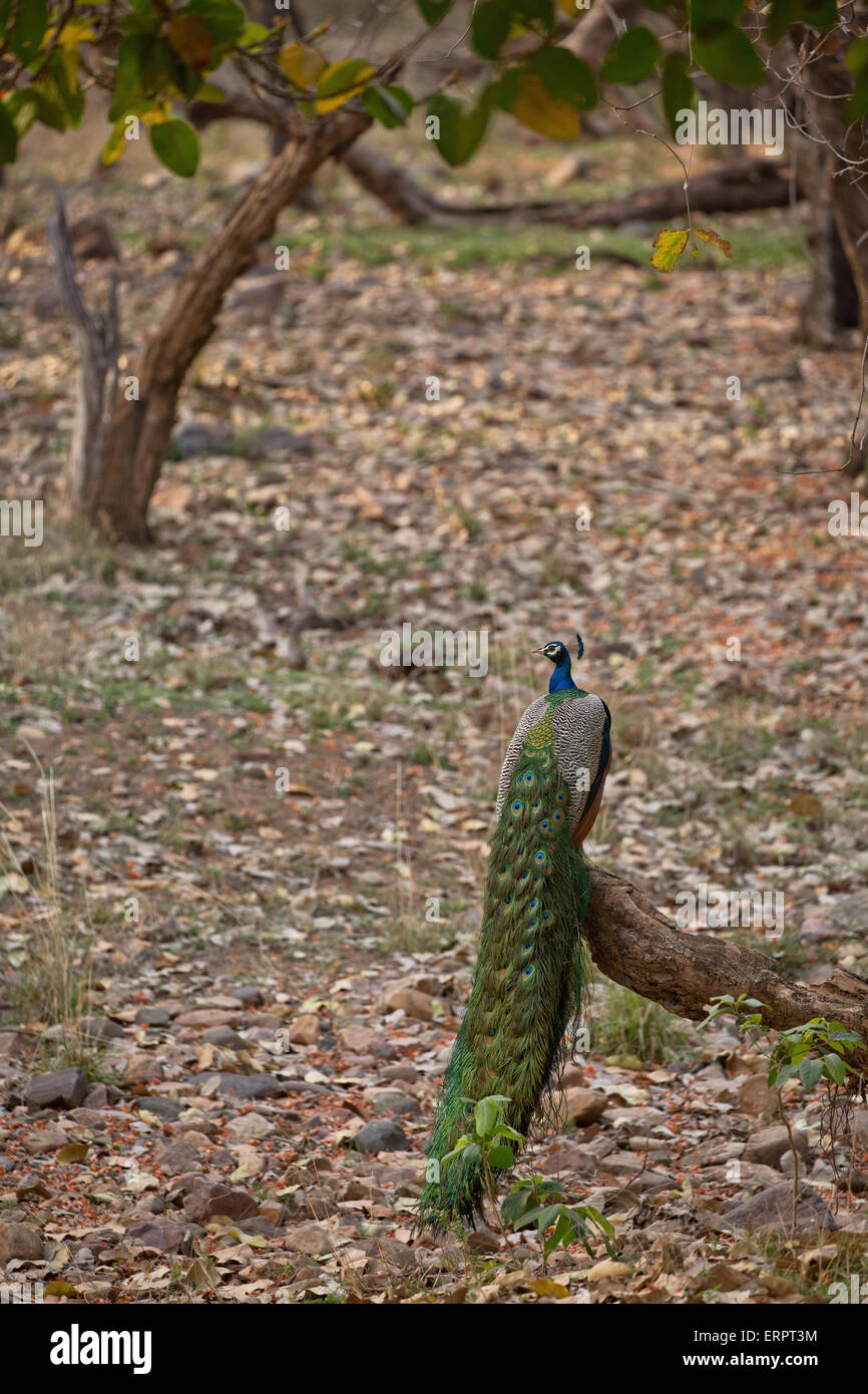 Peacock sitting on tree branch hi-res stock photography and images - Alamy