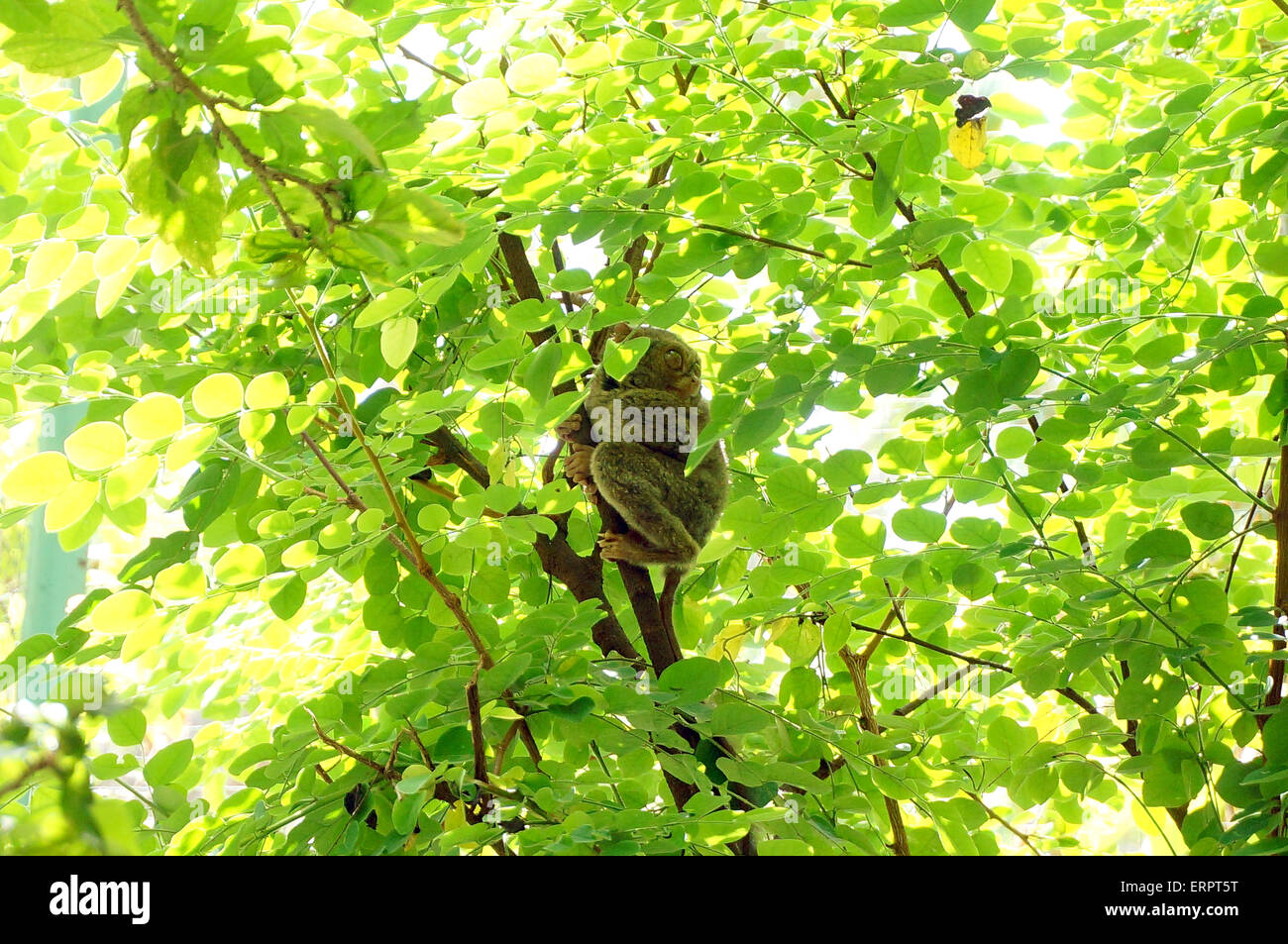Bitung, Indonesia. 06th June, 2015. A tarsier (Tarsius tarsier ...