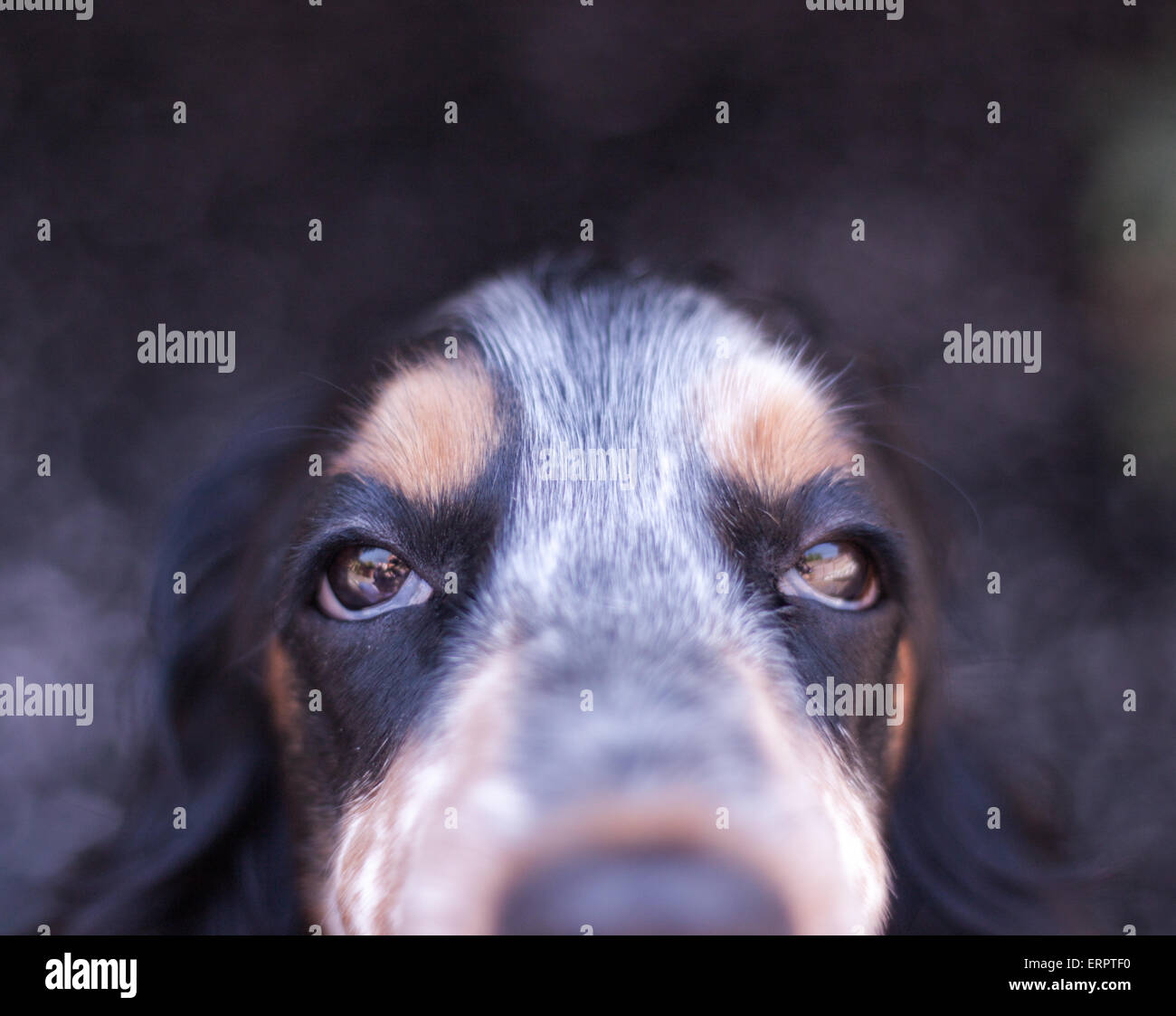 Sad looking cocker spaniel hi-res stock photography and images - Alamy