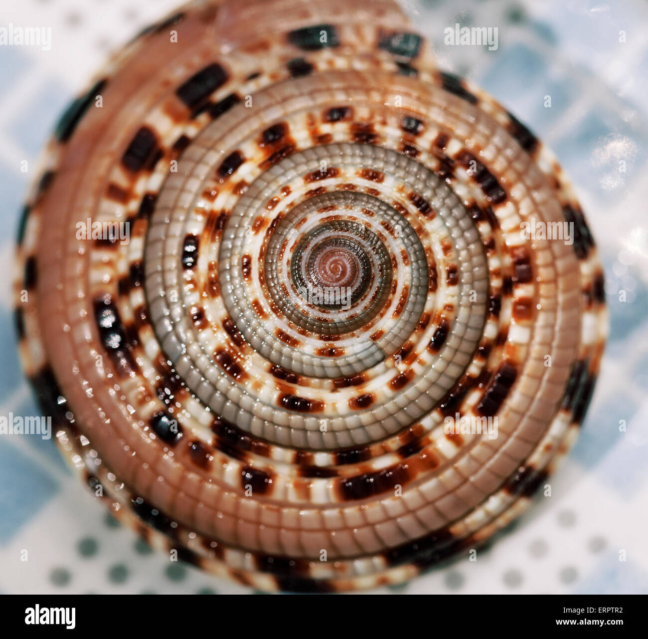 sea shell close up textured macro Stock Photo - Alamy