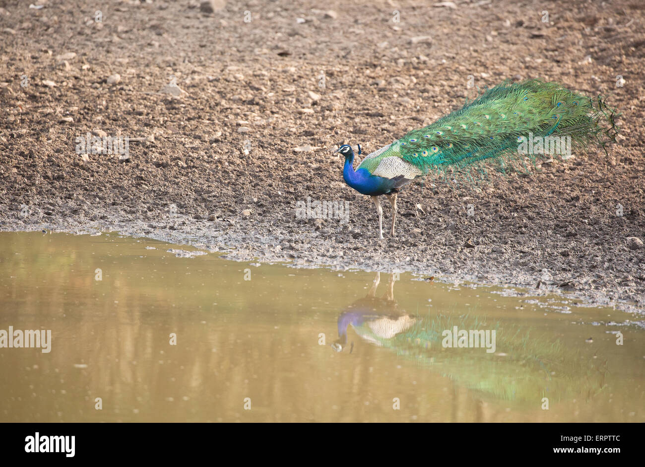 Peacock stands near a pond to drink water Stock Photo - Alamy