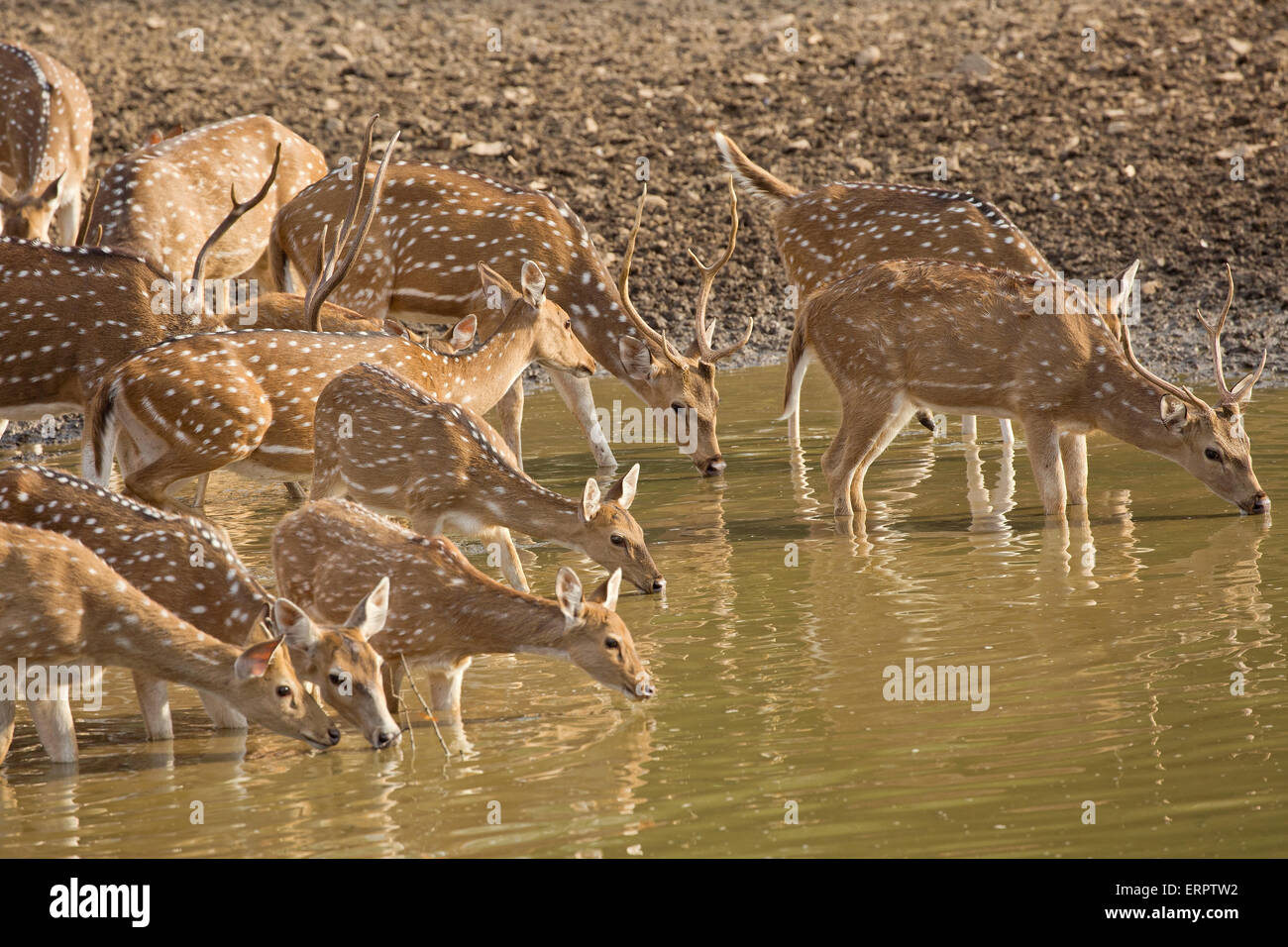 Deer drinking water hi-res stock photography and images - Alamy