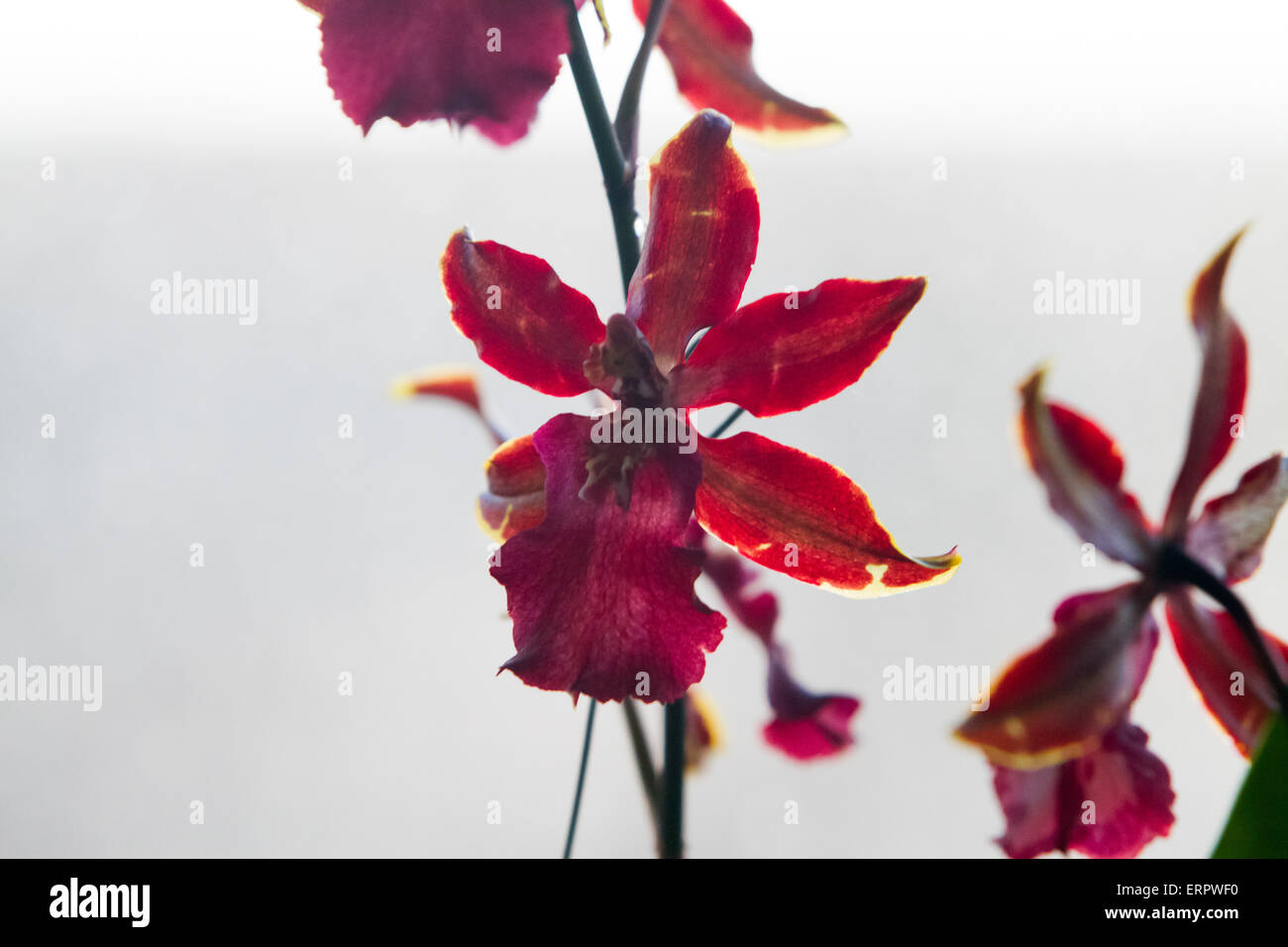 Deep red orchid flowers over white background Stock Photo - Alamy