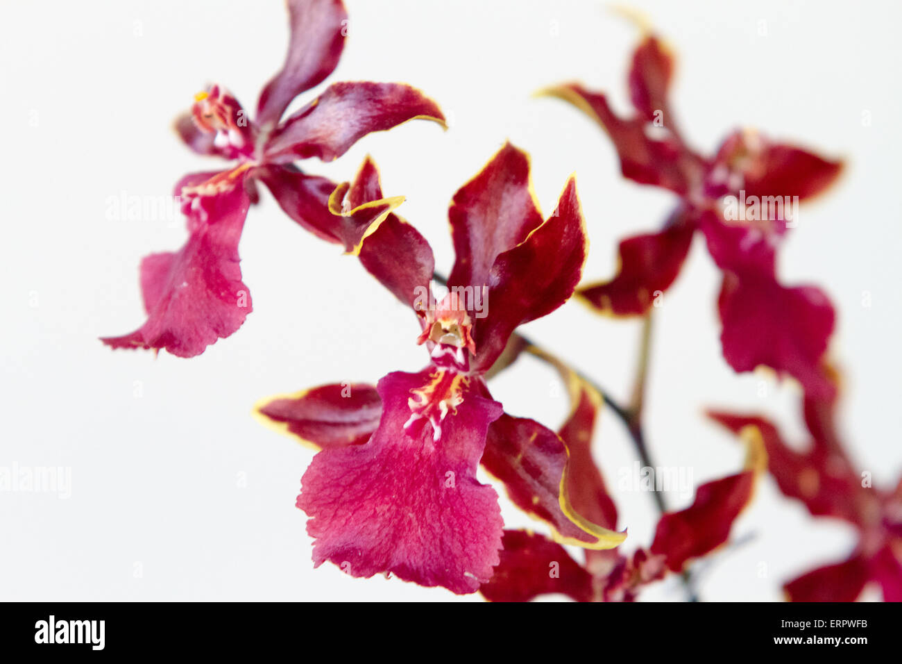 Deep red orchid flowers over white background Stock Photo - Alamy