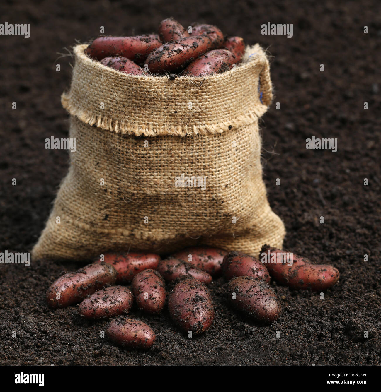 Potatoes and red soil hi-res stock photography and images - Alamy