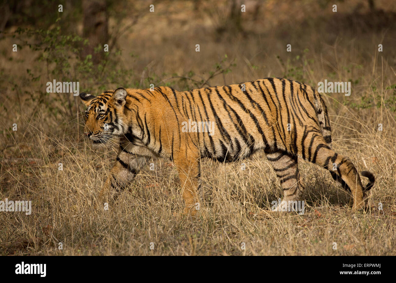 A tiger walking in the forest in the bushes Stock Photo - Alamy