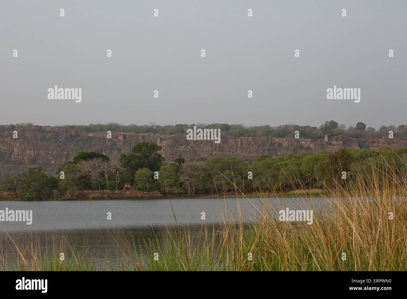 Ranthambhore hi-res stock photography and images - Alamy