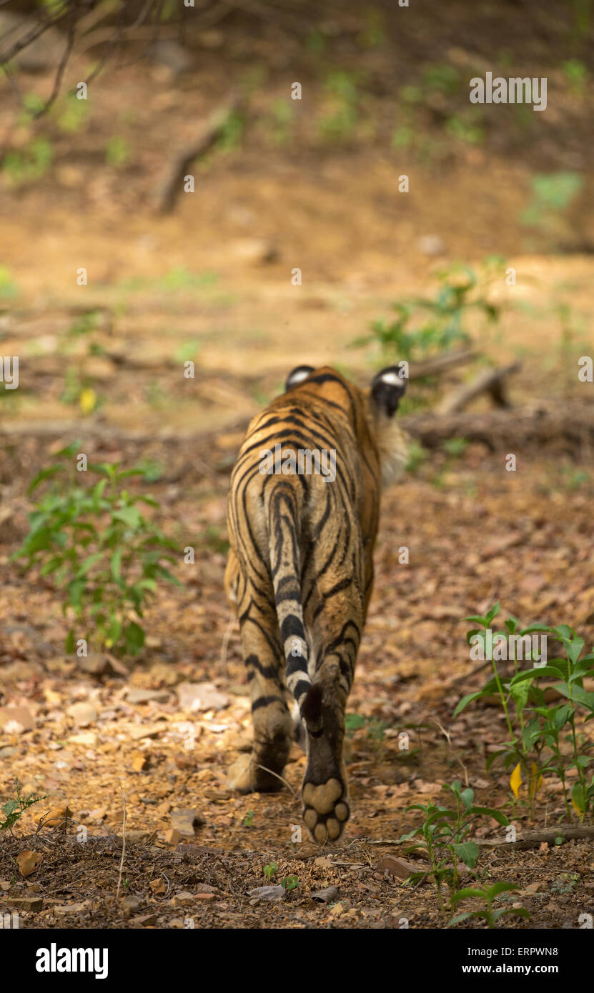 A tiger walks in the forest Stock Photo - Alamy
