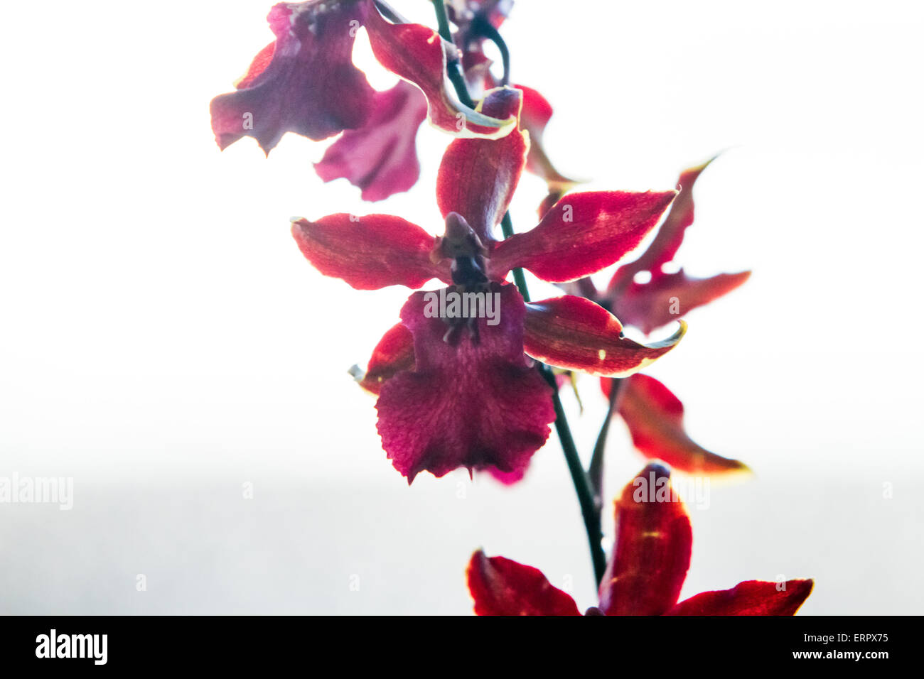 Deep red orchid flowers over white background Stock Photo - Alamy