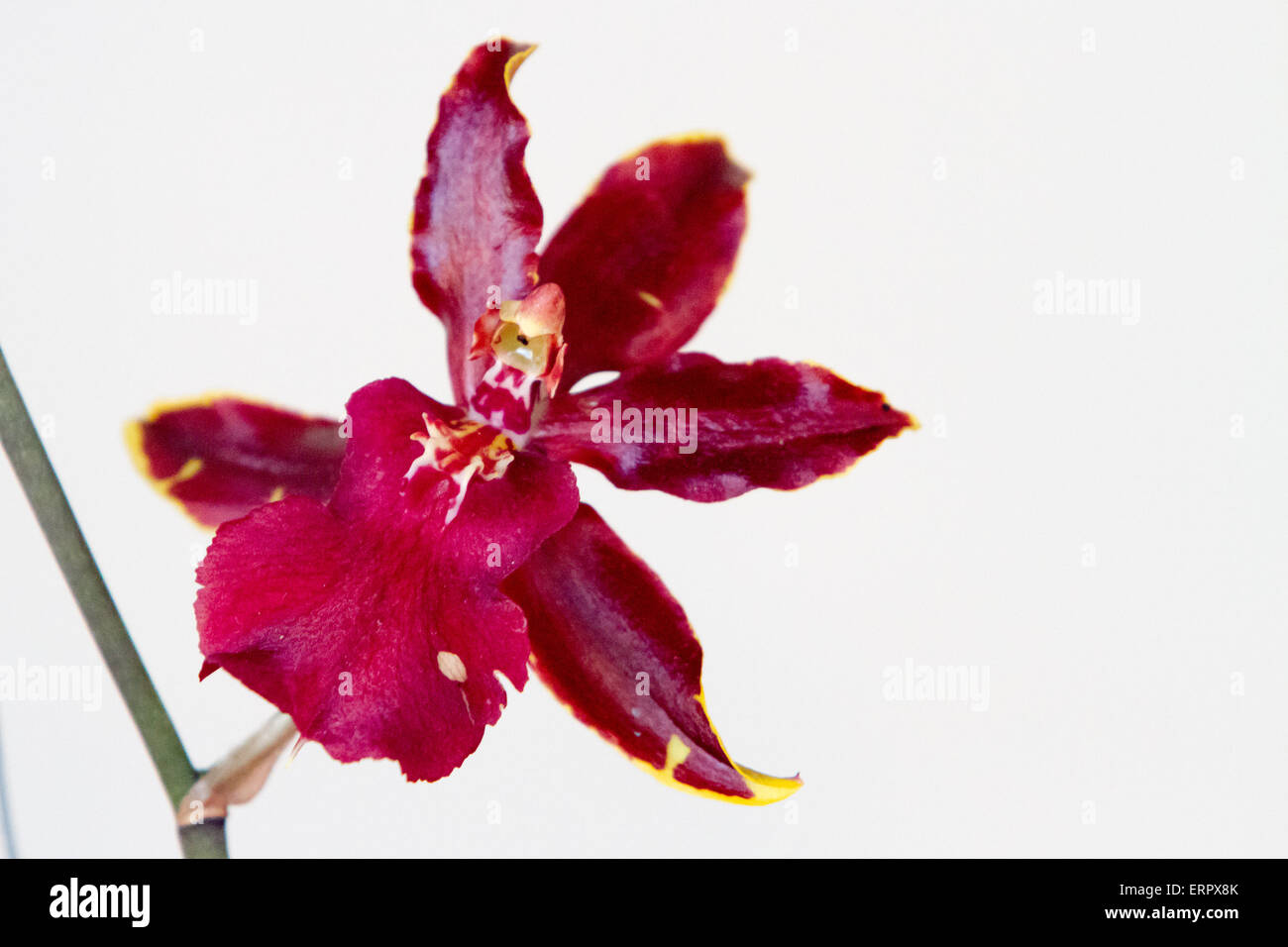 Deep red orchid flowers over white background Stock Photo - Alamy