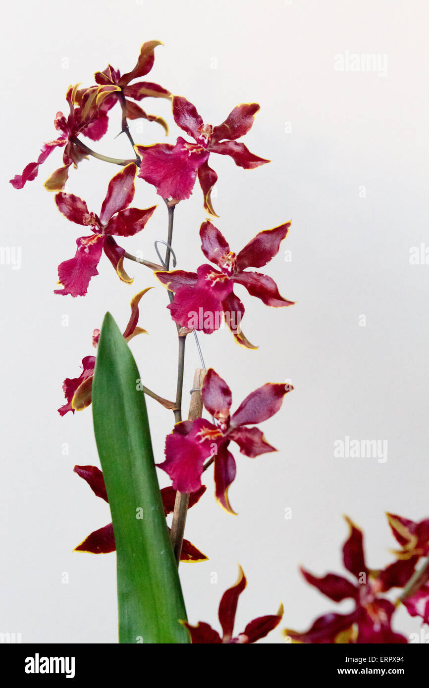 Deep red orchid flowers over white background Stock Photo - Alamy