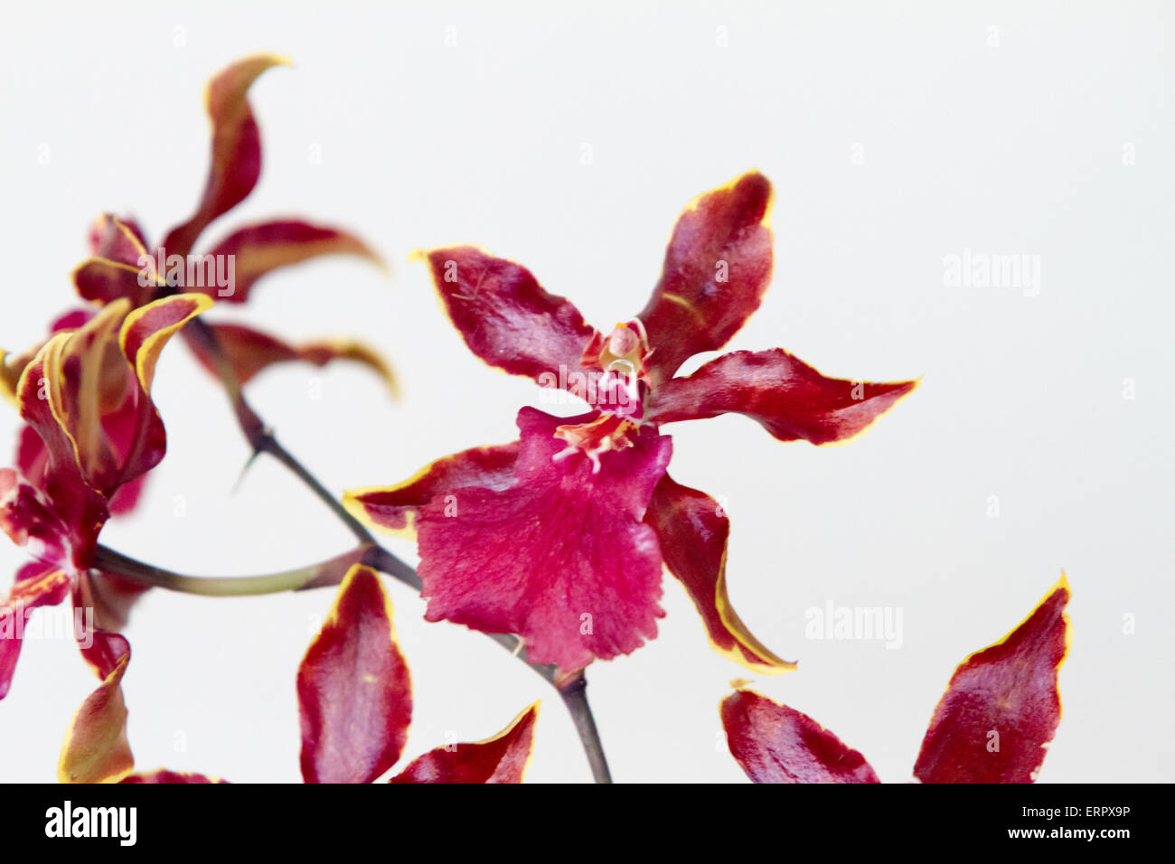 Deep red orchid flowers over white background Stock Photo - Alamy