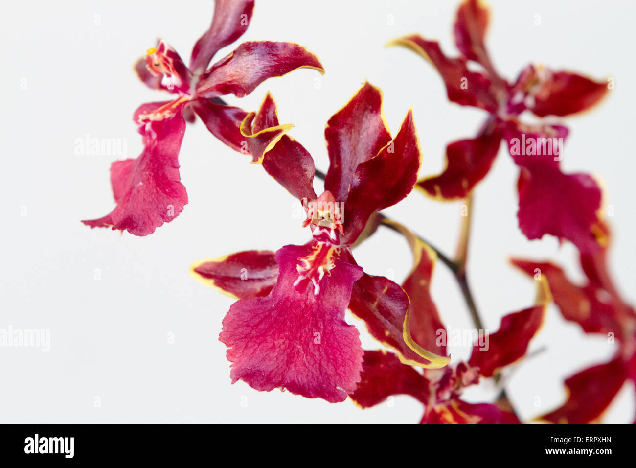 Deep red orchid flowers over white background Stock Photo - Alamy
