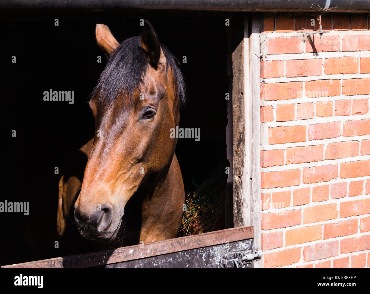 Close up of bay horse in brick-built stable. Riding school, Bleach Farm ...