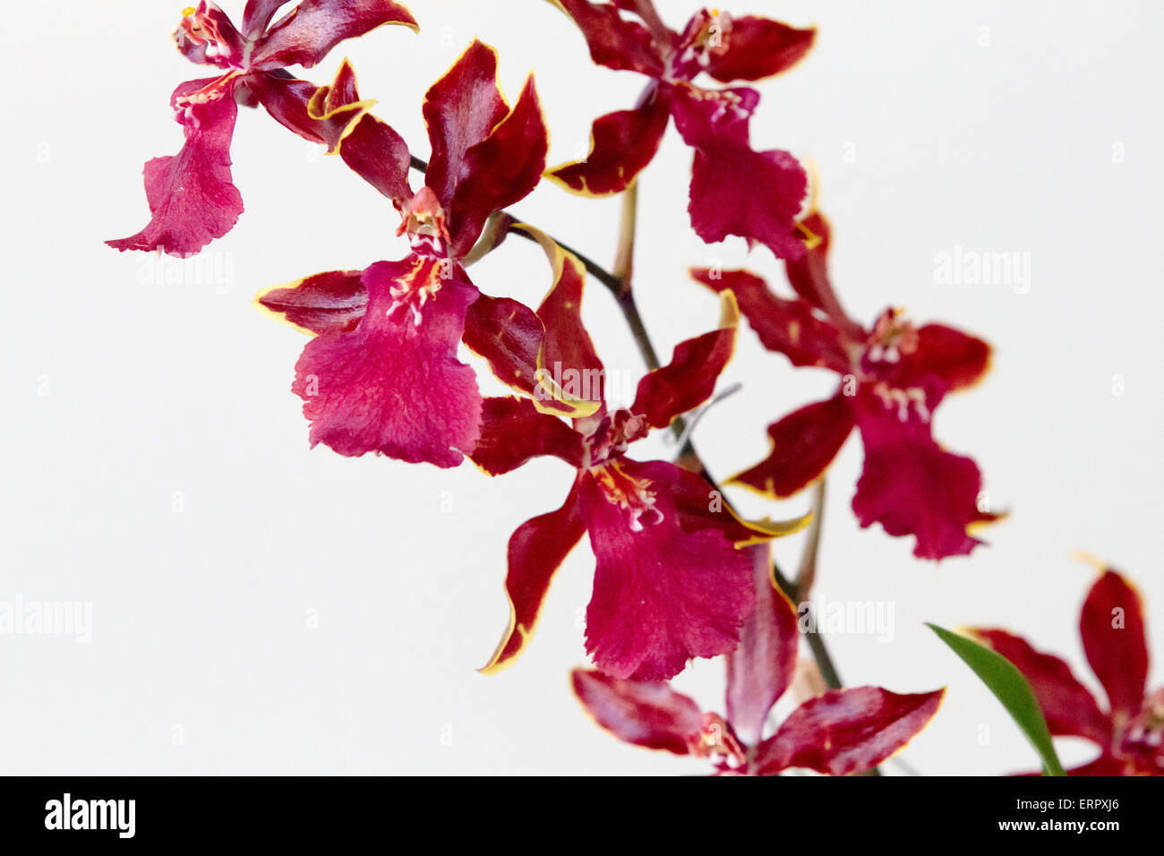 Deep red orchid flowers over white background Stock Photo - Alamy