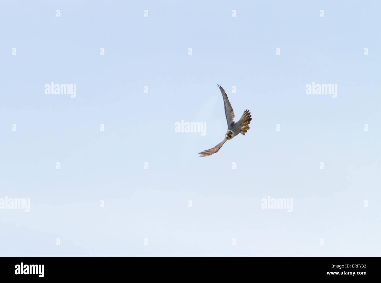 Peregrine Falcon, Falco peregrinus, flying and attacking prey Stock ...
