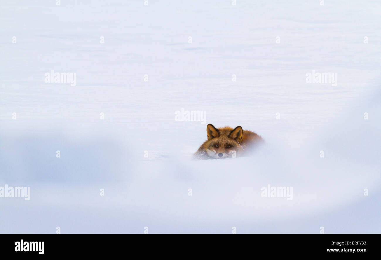 Red fox lying in snow and looking towards camera Stock Photo - Alamy