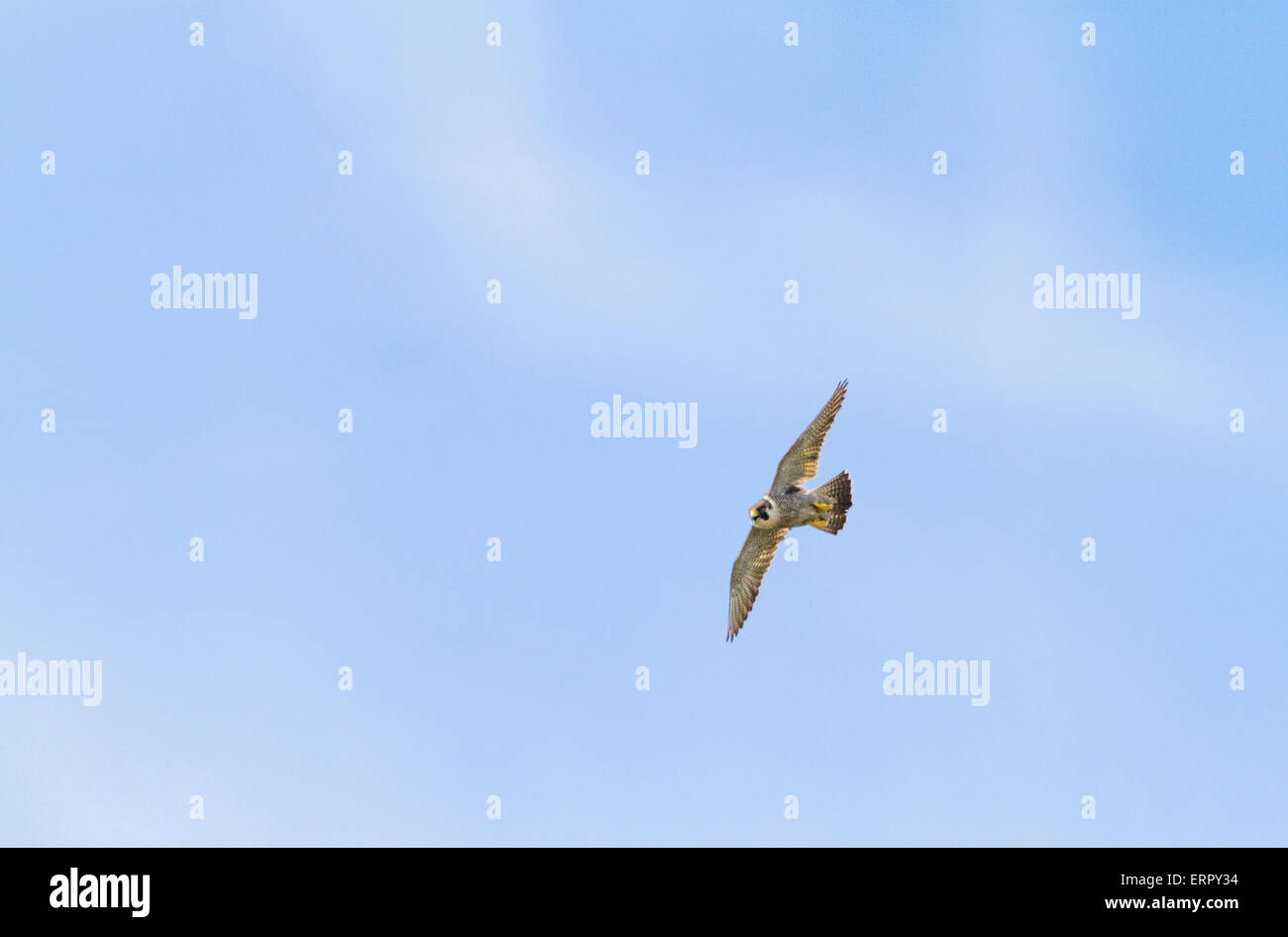 Falcon Silhouette Attack