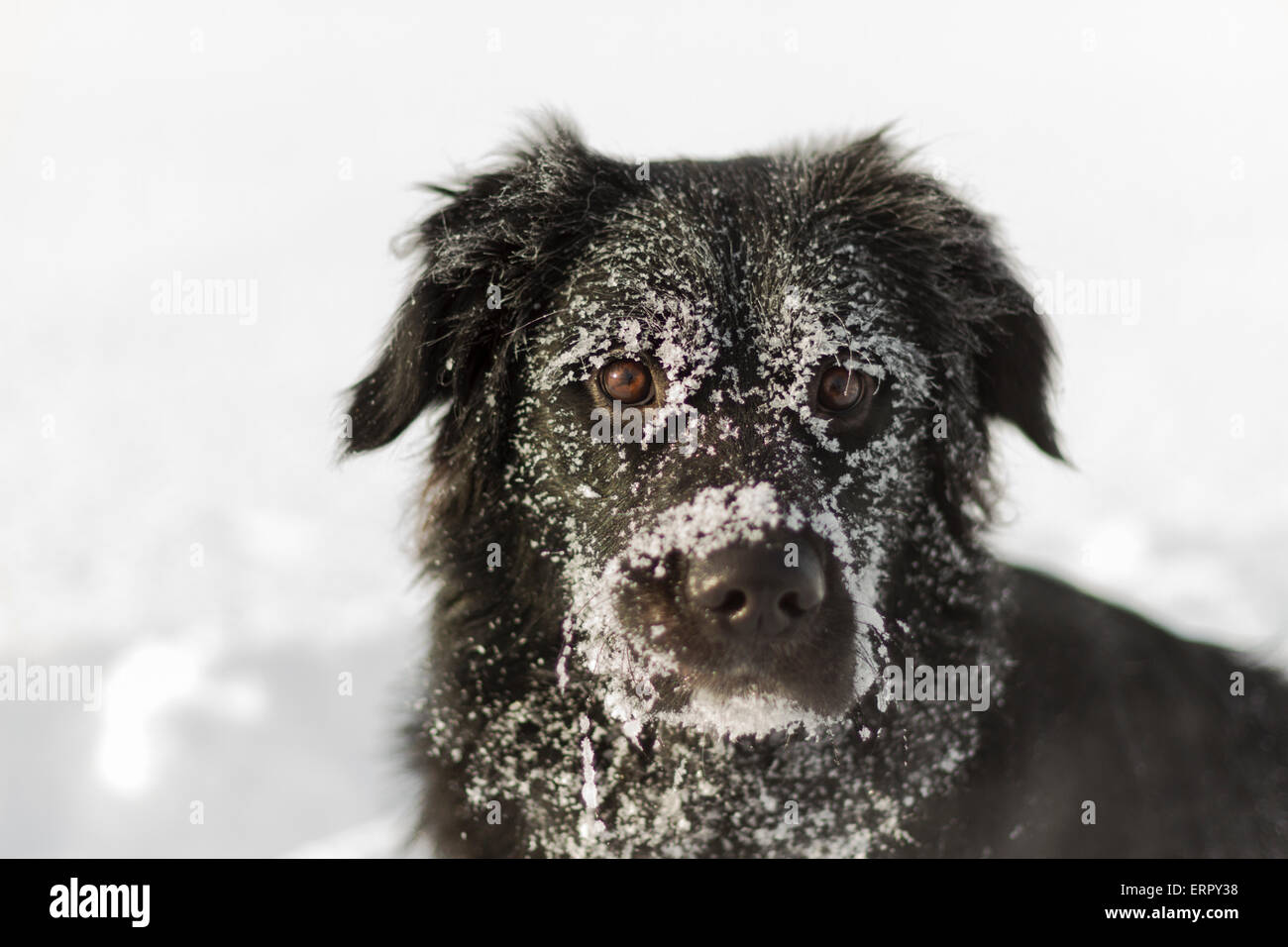 Snow animals hi-res stock photography and images - Alamy