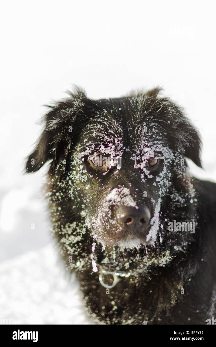 Snow on dogs face hi-res stock photography and images - Alamy