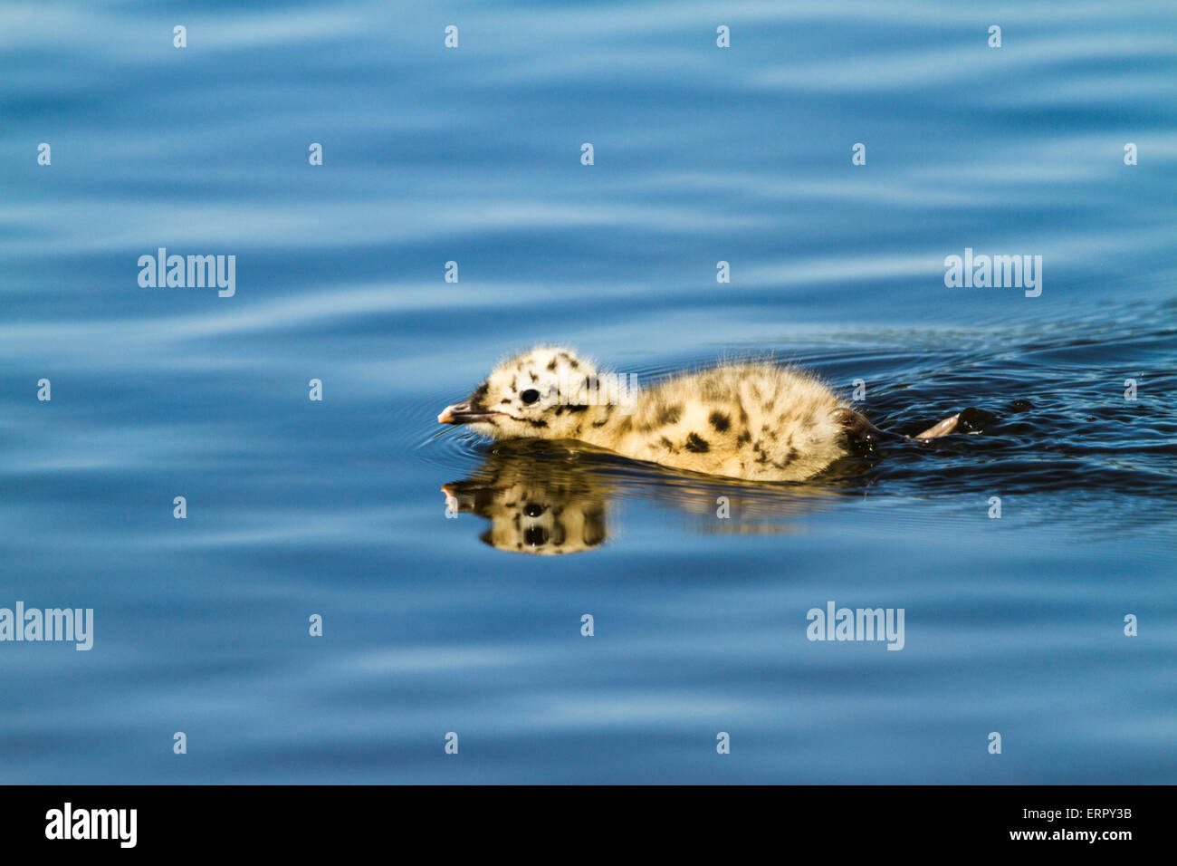 Common baby gull, Larus canus, swimming Stock Photo - Alamy