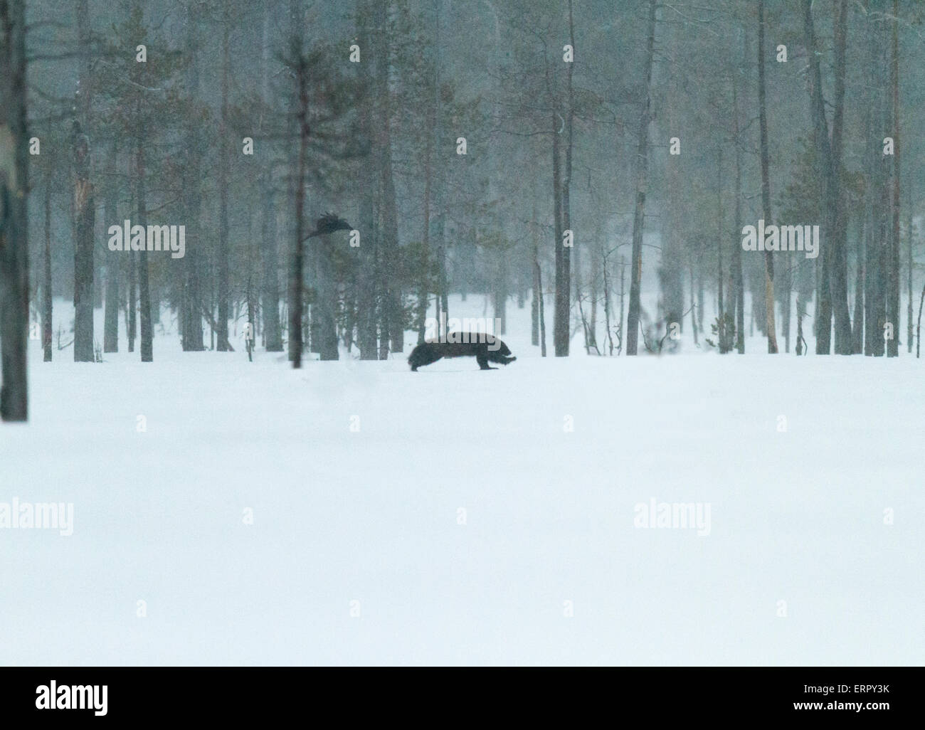 Wolverine, Gulo gulo, in winter landscape with snow falling in Kuhmo ...