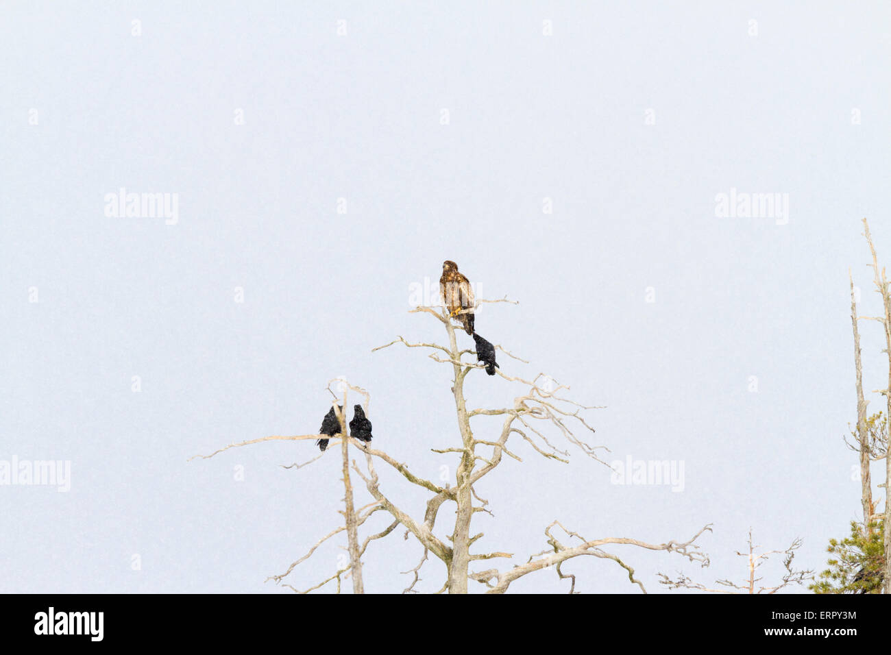 Raven, Corvus corax biting a Golden eagles, Aquila chrysaetos, tail in ...