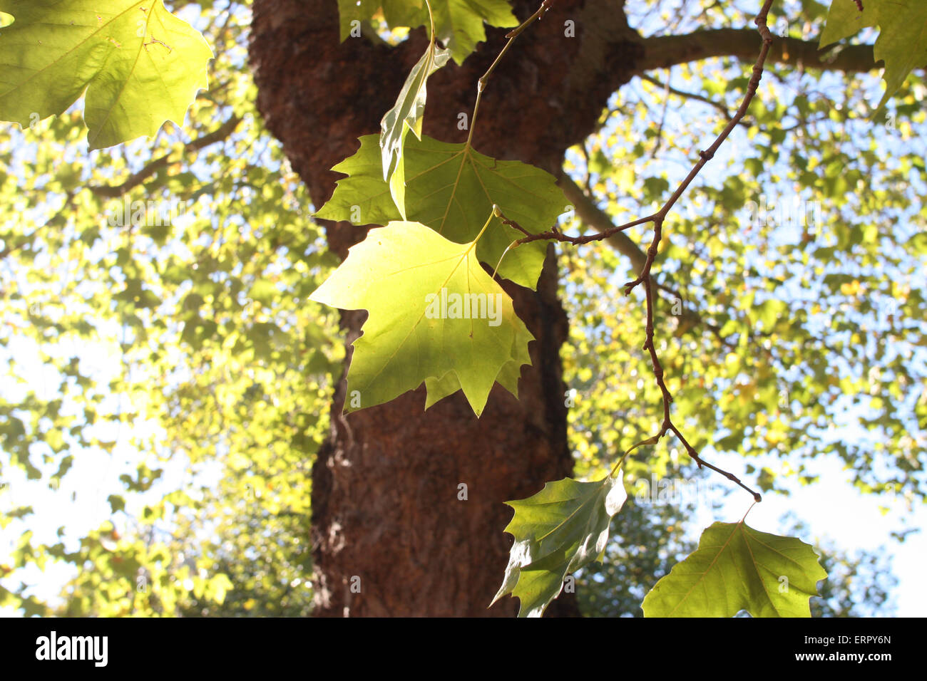 Maple tree leaves in sunshine Stock Photo - Alamy