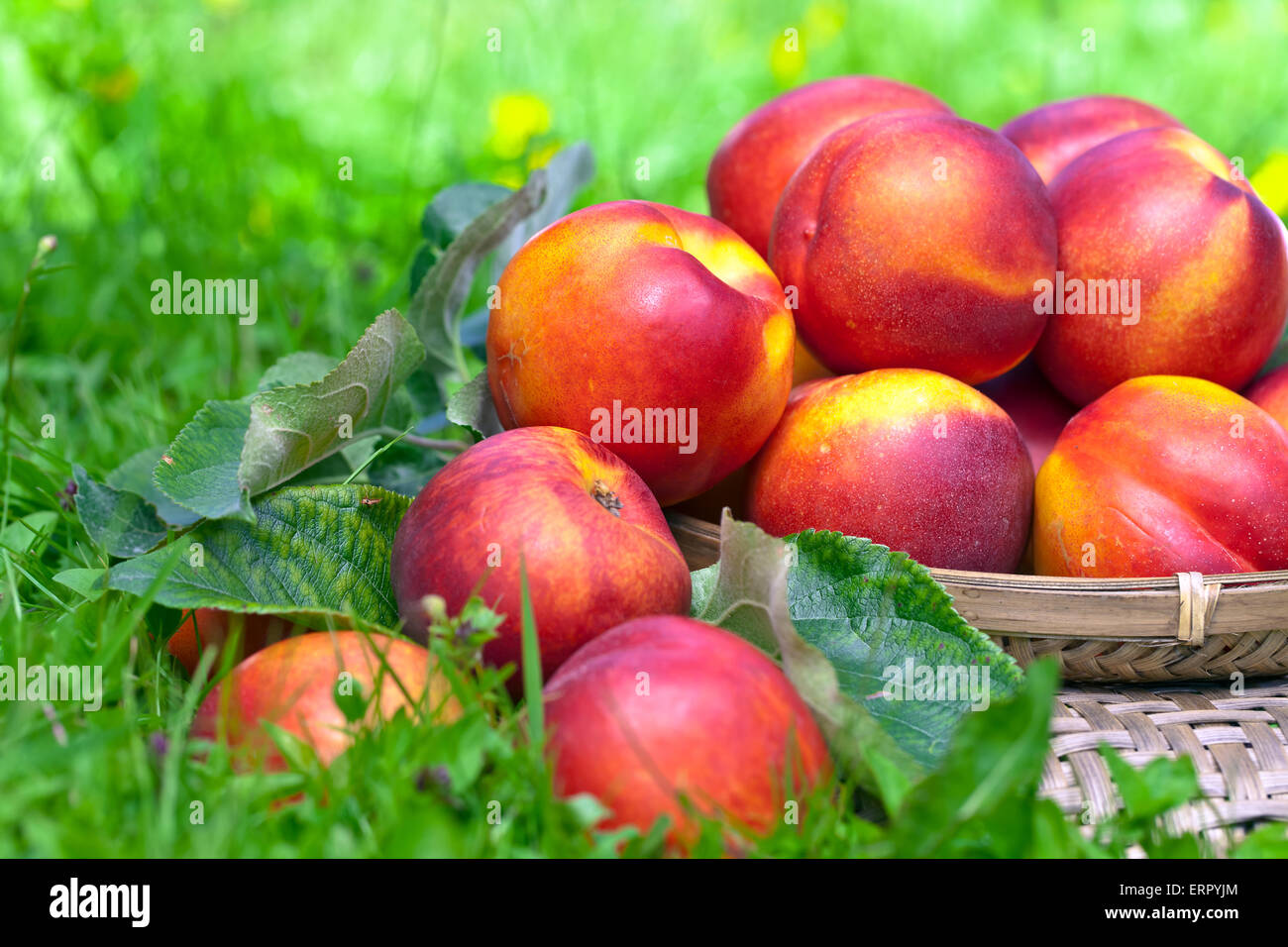 ripe nectarines on a grass in garden Stock Photo - Alamy