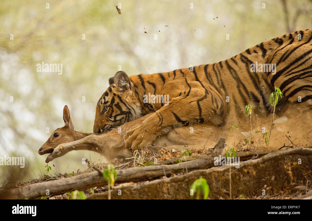 Tiger kill hi-res stock photography and images - Alamy
